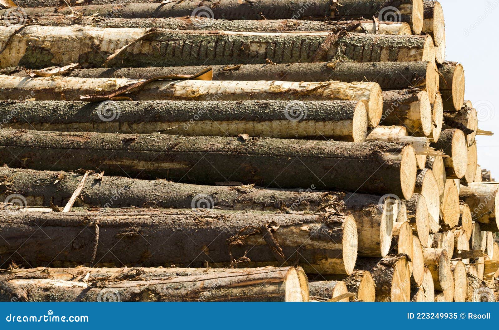 Tree trunks during logging stock image. Image of bark - 223249935