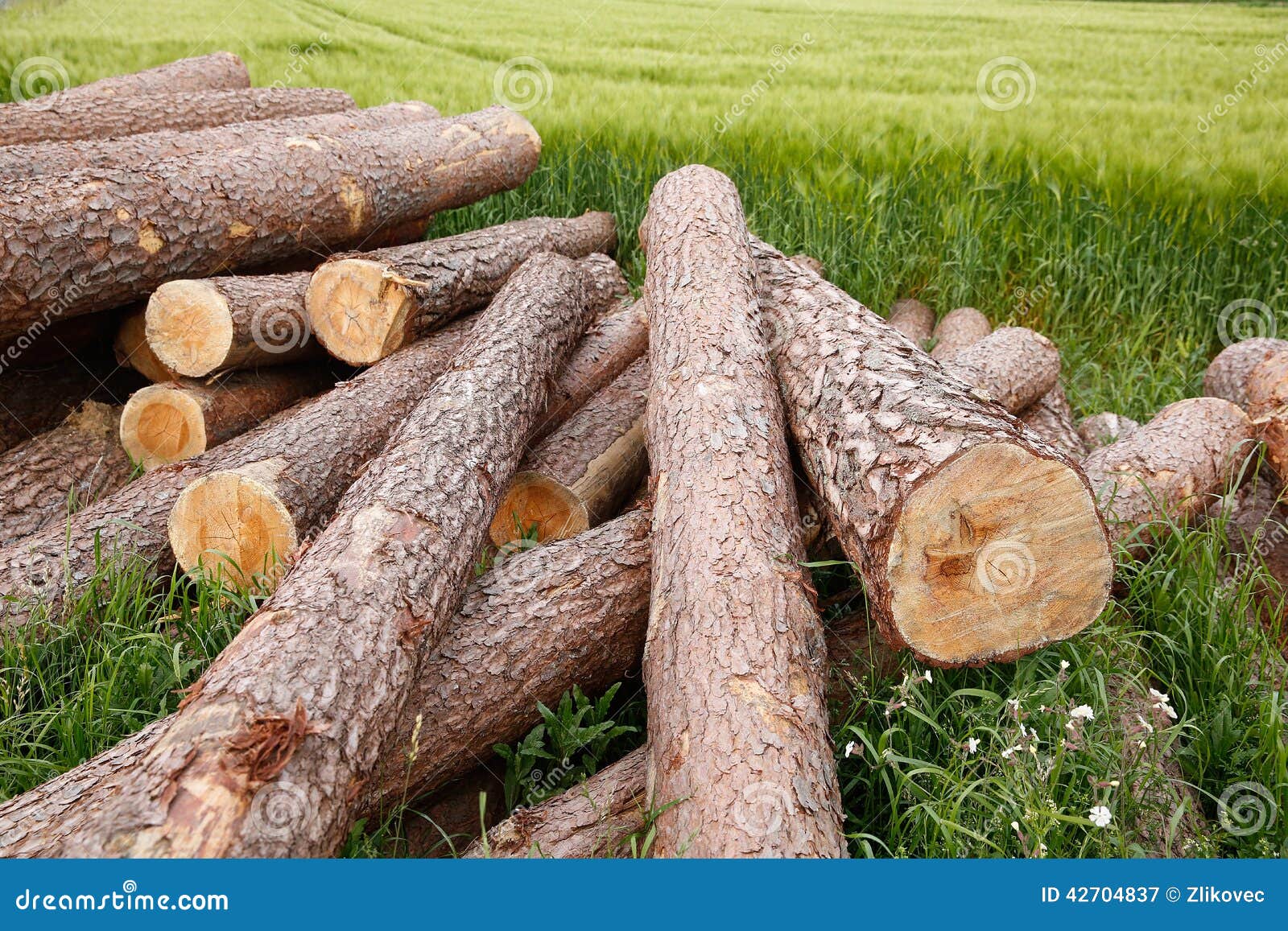 Tree Trunks Lying in a Green Field,waiting for Tra Stock Image - Image ...