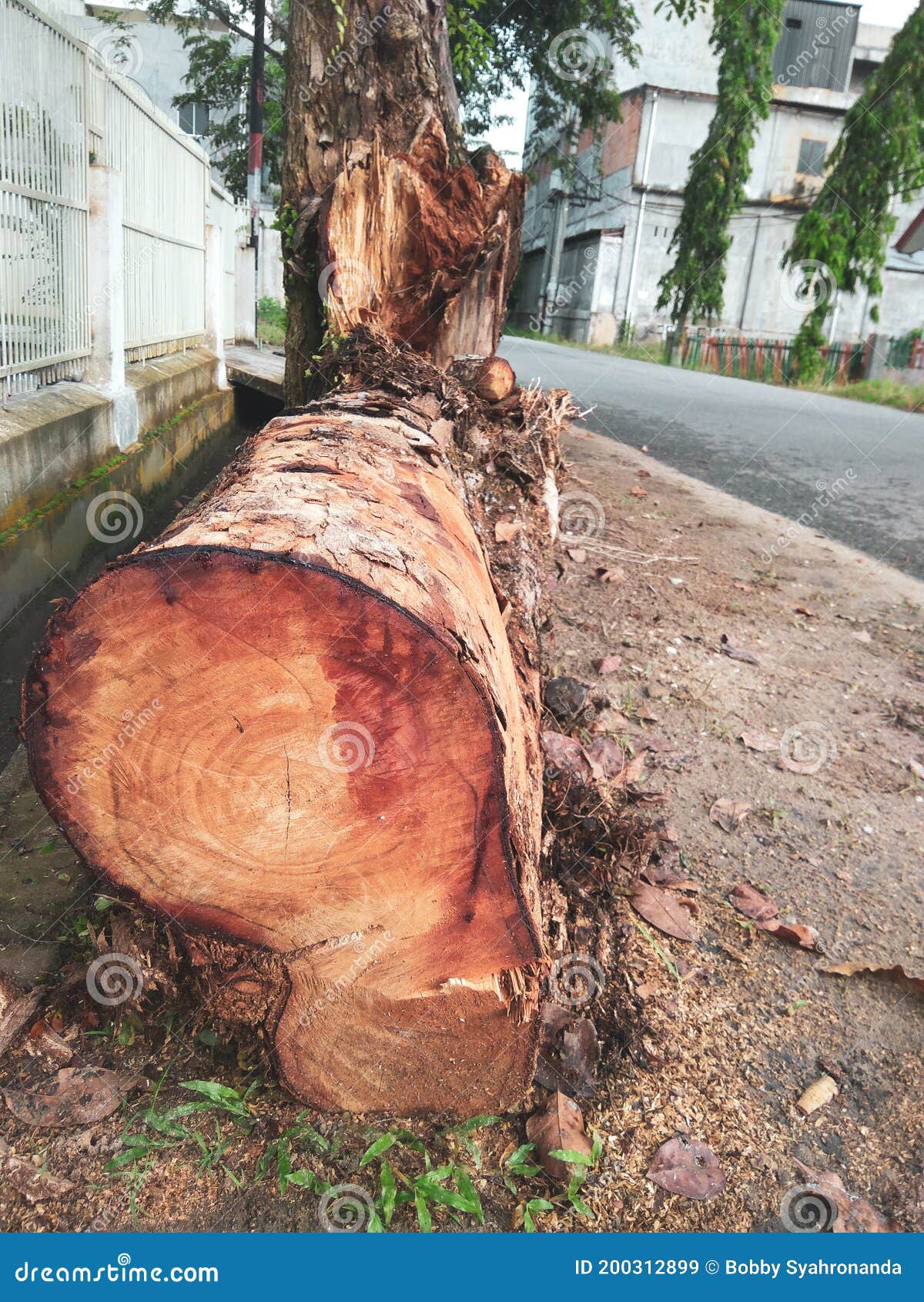 Tree Trunks Lying on the Side of the Road after Being Cut Down Stock ...