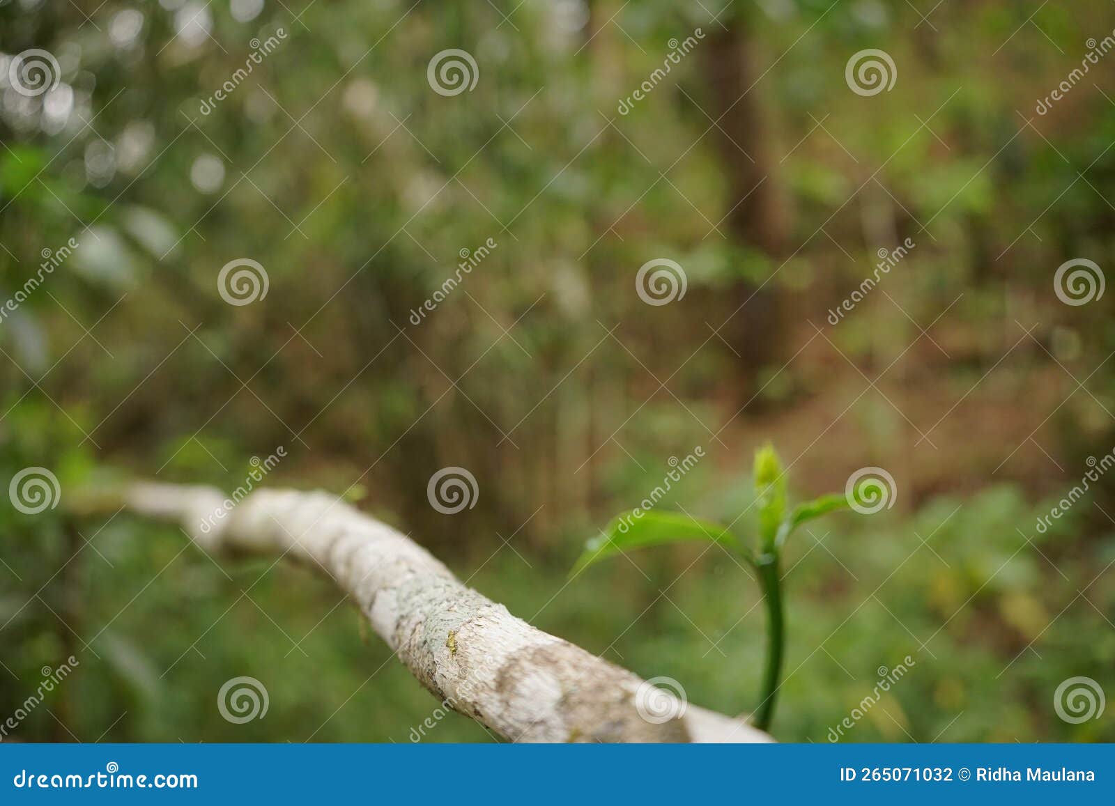 Tree Trunks in the Middle of the Forest Stock Photo - Image of midle ...