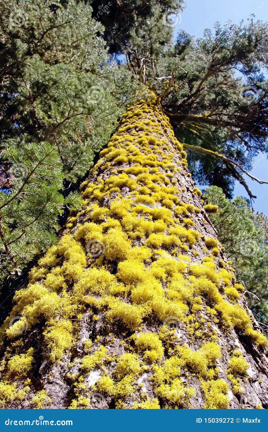 Tree trunks with moss stock photo. Image of trunk, nature - 15039272