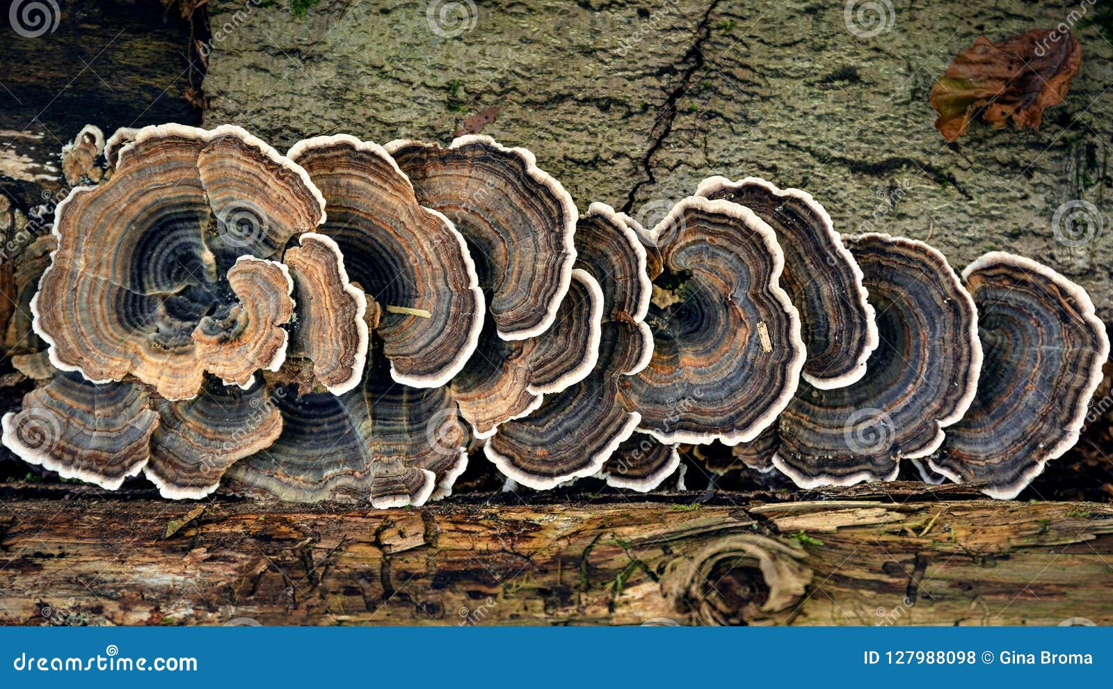 Tree Trunks with Tree Mushrooms Stock Photo - Image of tree, autum ...