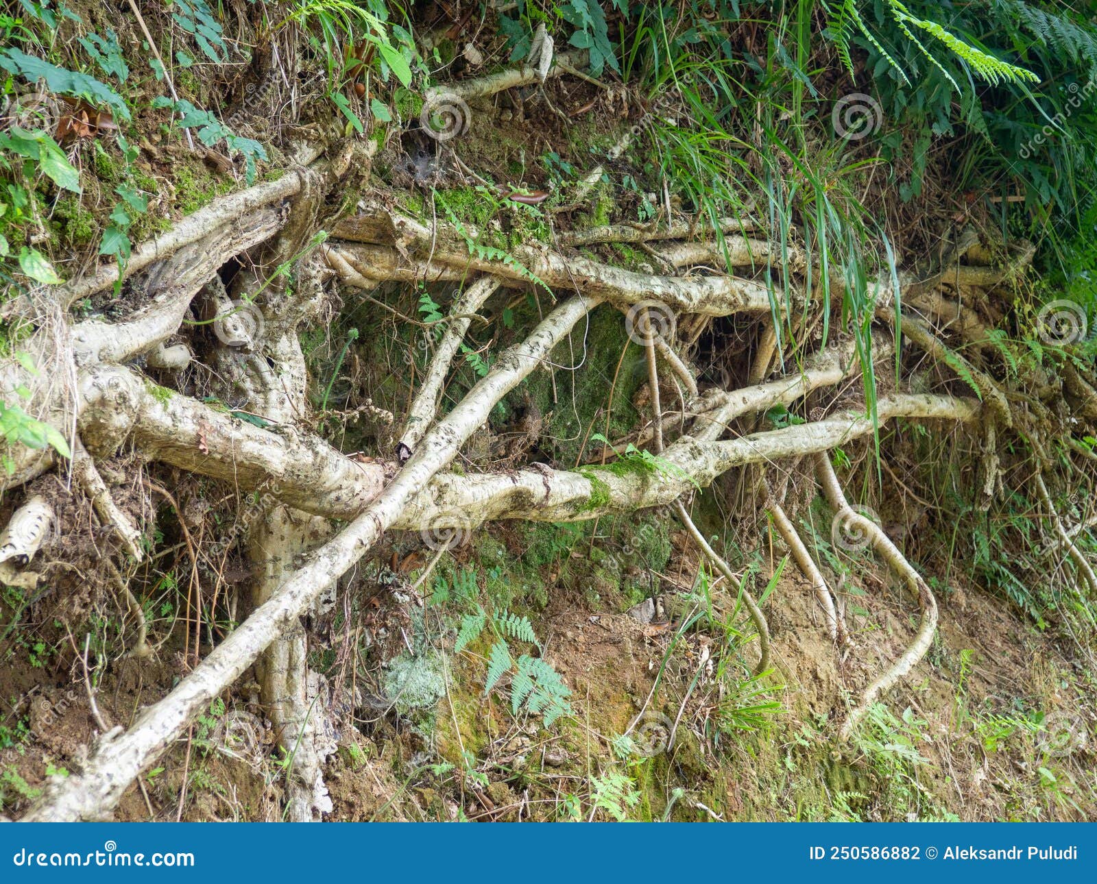 Tree Trunks Near the Ground. Tree Trunks in a Horizontal Position Stock ...