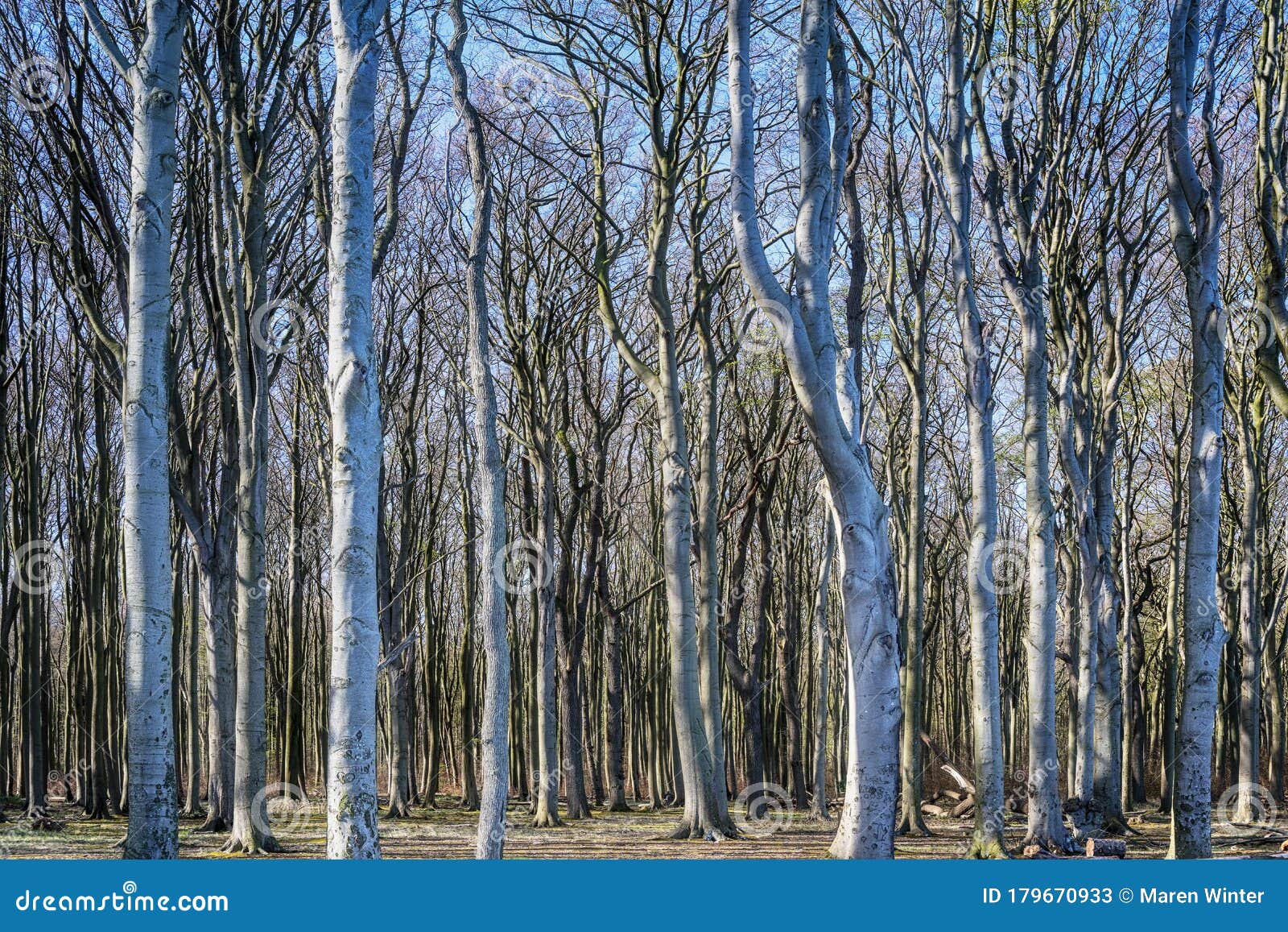 Tree Trunks in an Old Forest in the Blue Morning Light, Beautiful ...