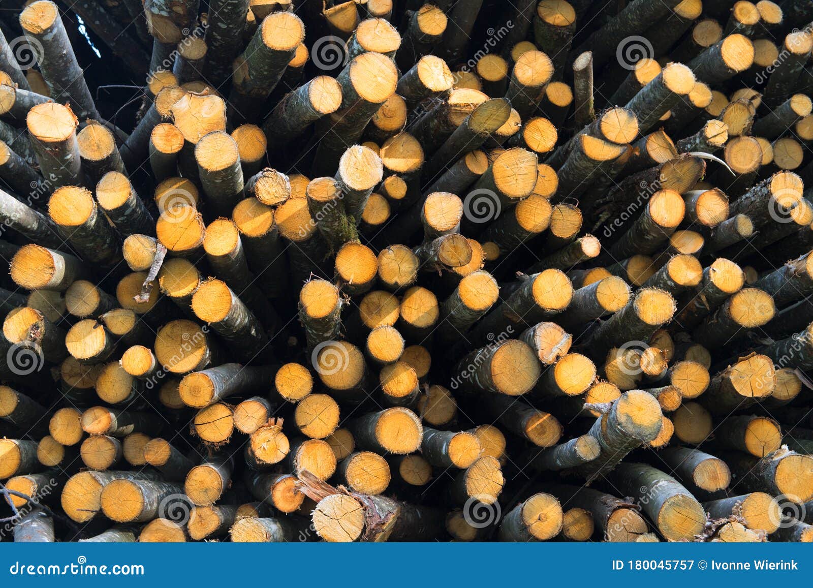 Tree trunks outdoor stock image. Image of tree, stack - 180045757