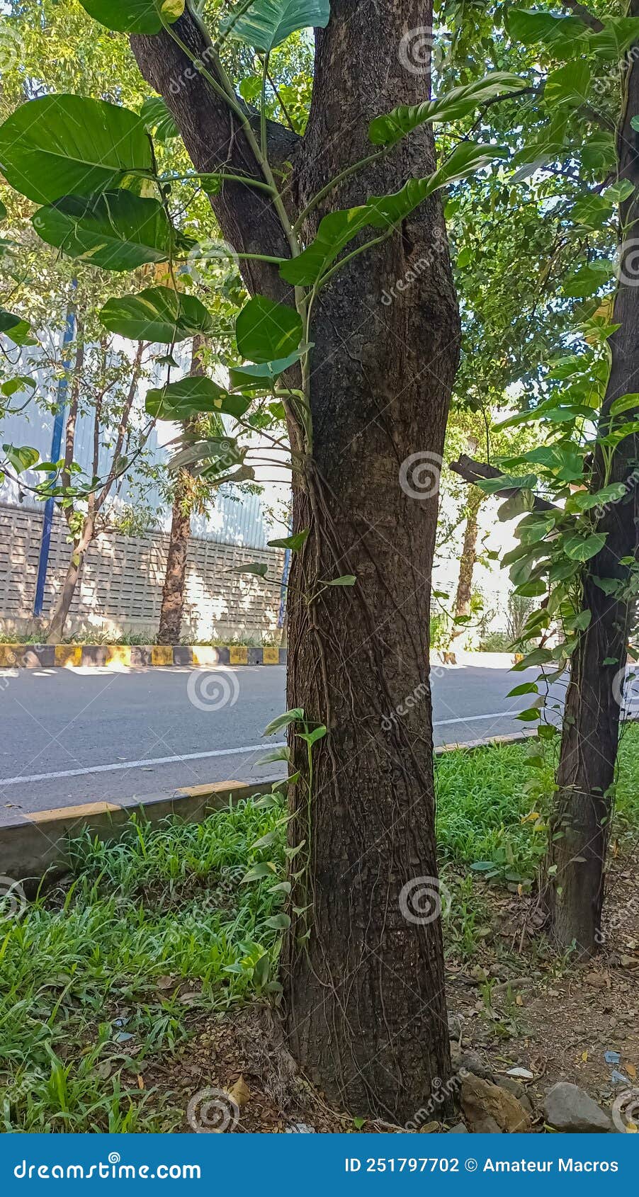 Tree Trunks Overgrown with Vines Stock Photo - Image of garden, forest ...