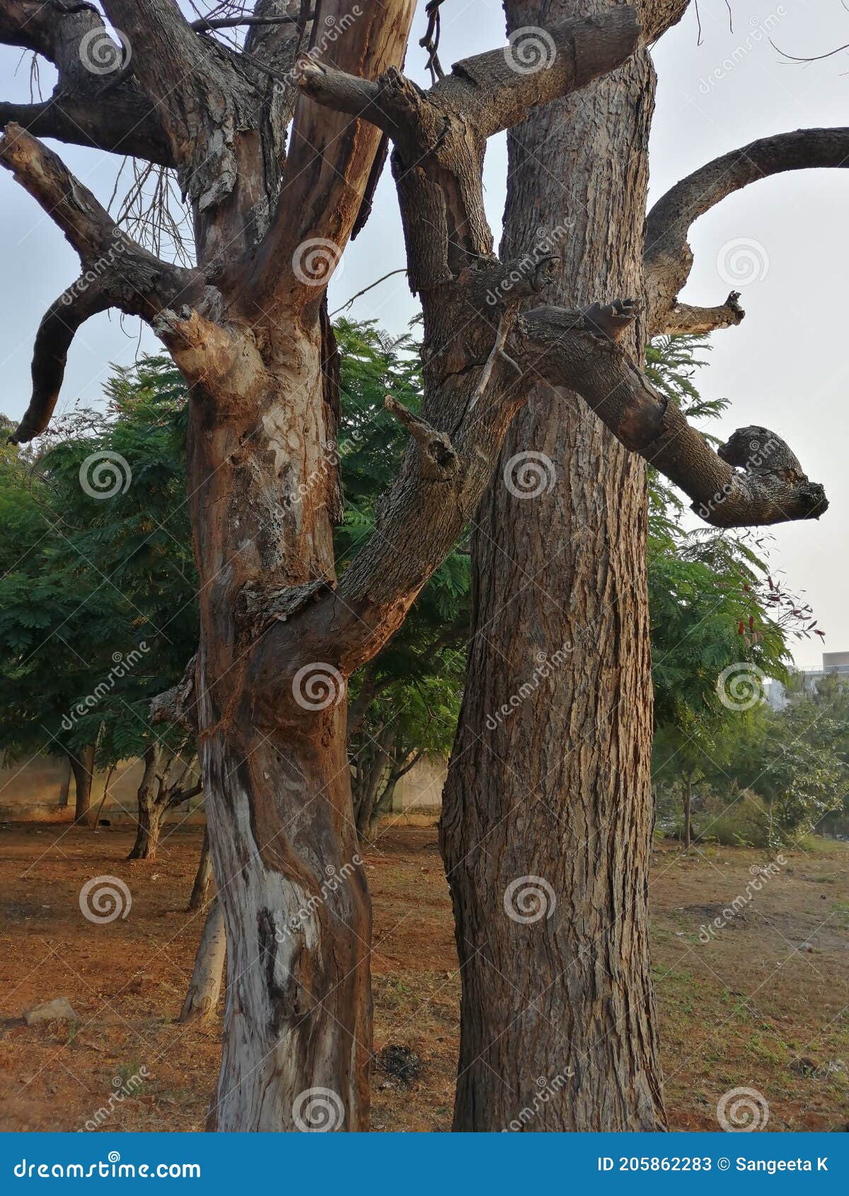 Tree Trunks Parallel To Each Other Stock Image - Image of trunks, tree ...