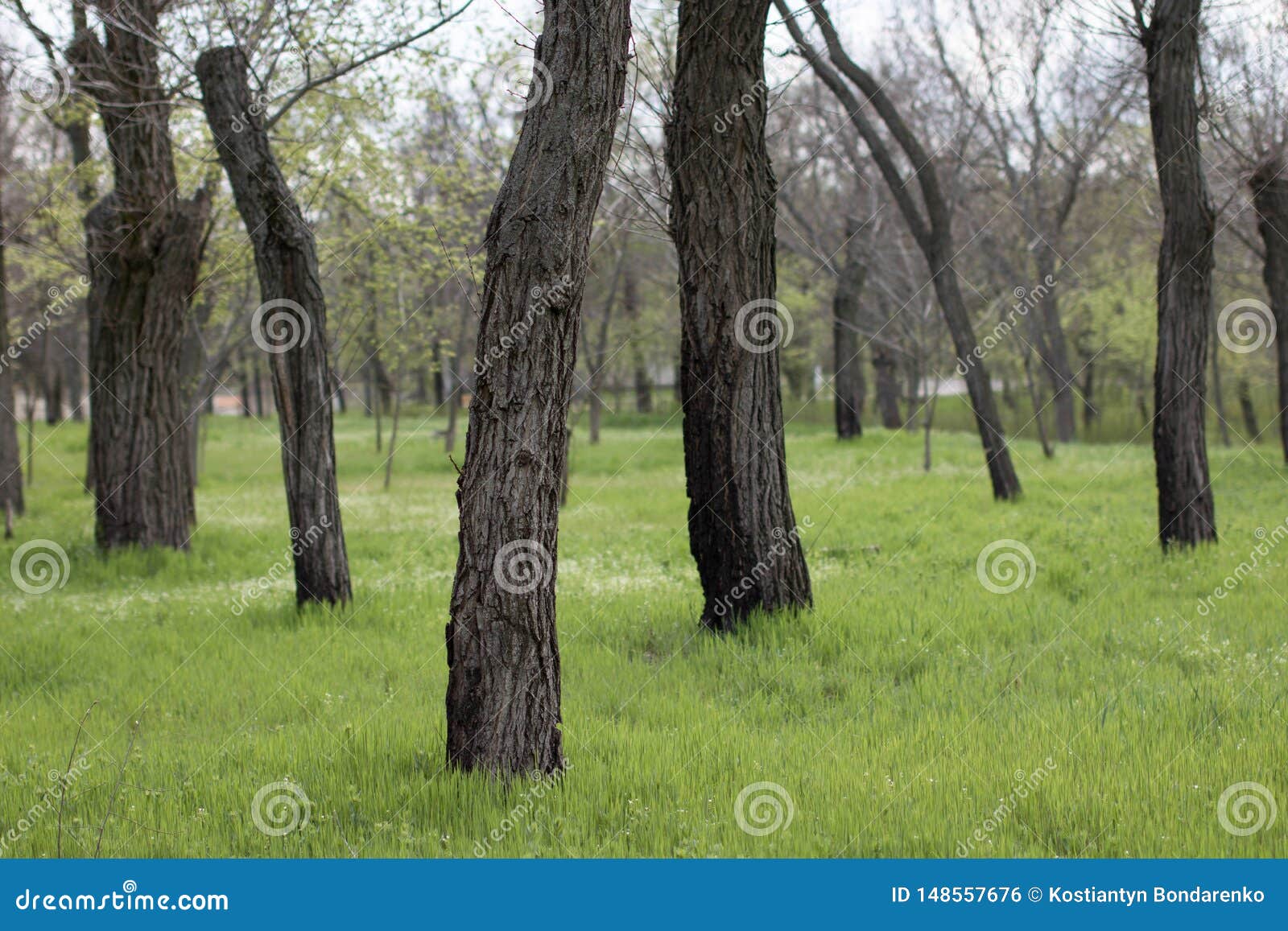 Tree Trunks in a Park with Green Grass Stock Photo - Image of foliage ...