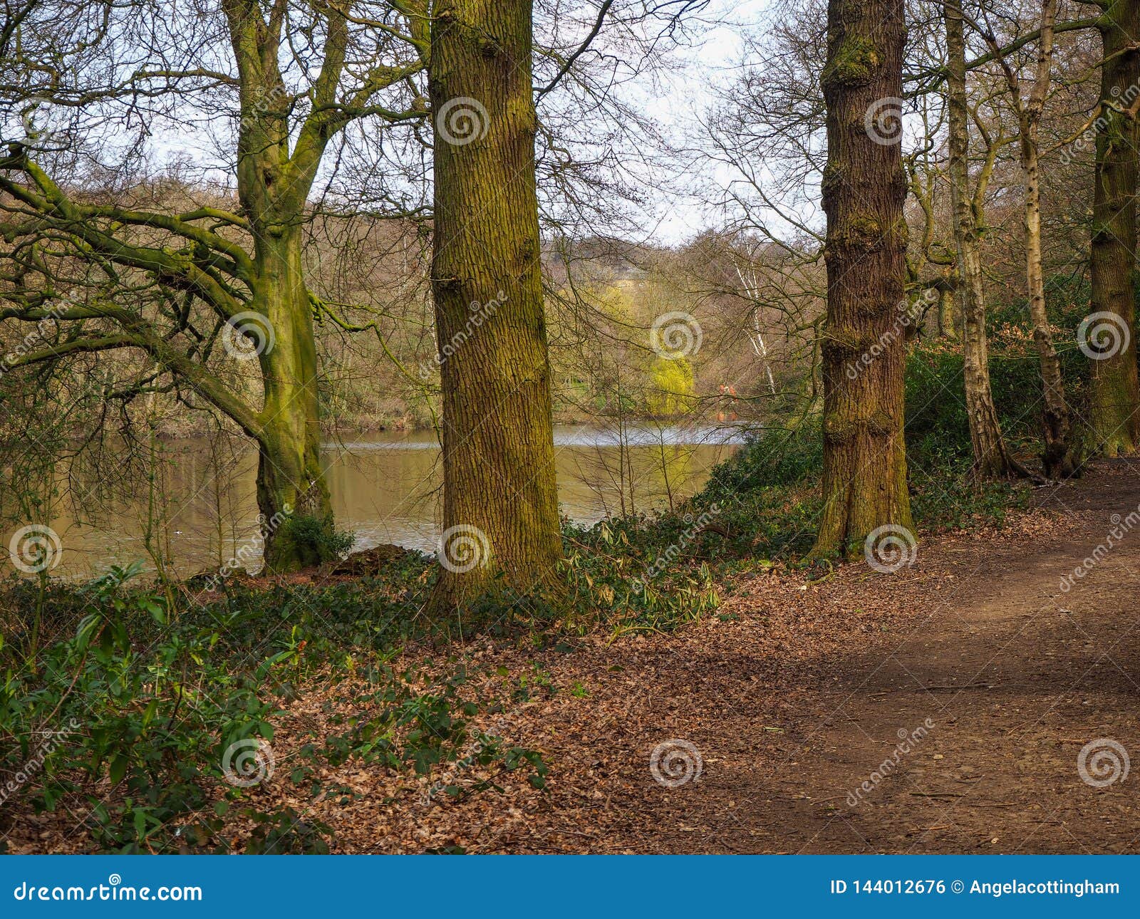 Tree Trunks beside a Woodland Path Stock Photo - Image of pathway ...