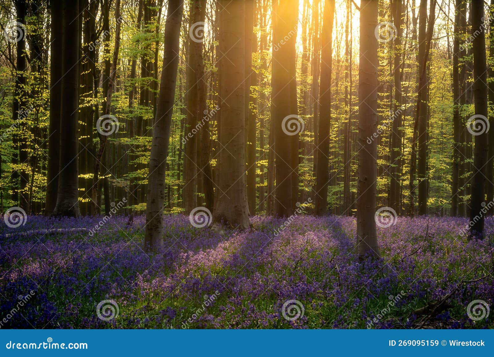 Tree Trunks with Purple Flowers and Sun Rays in the Forest Stock Image ...