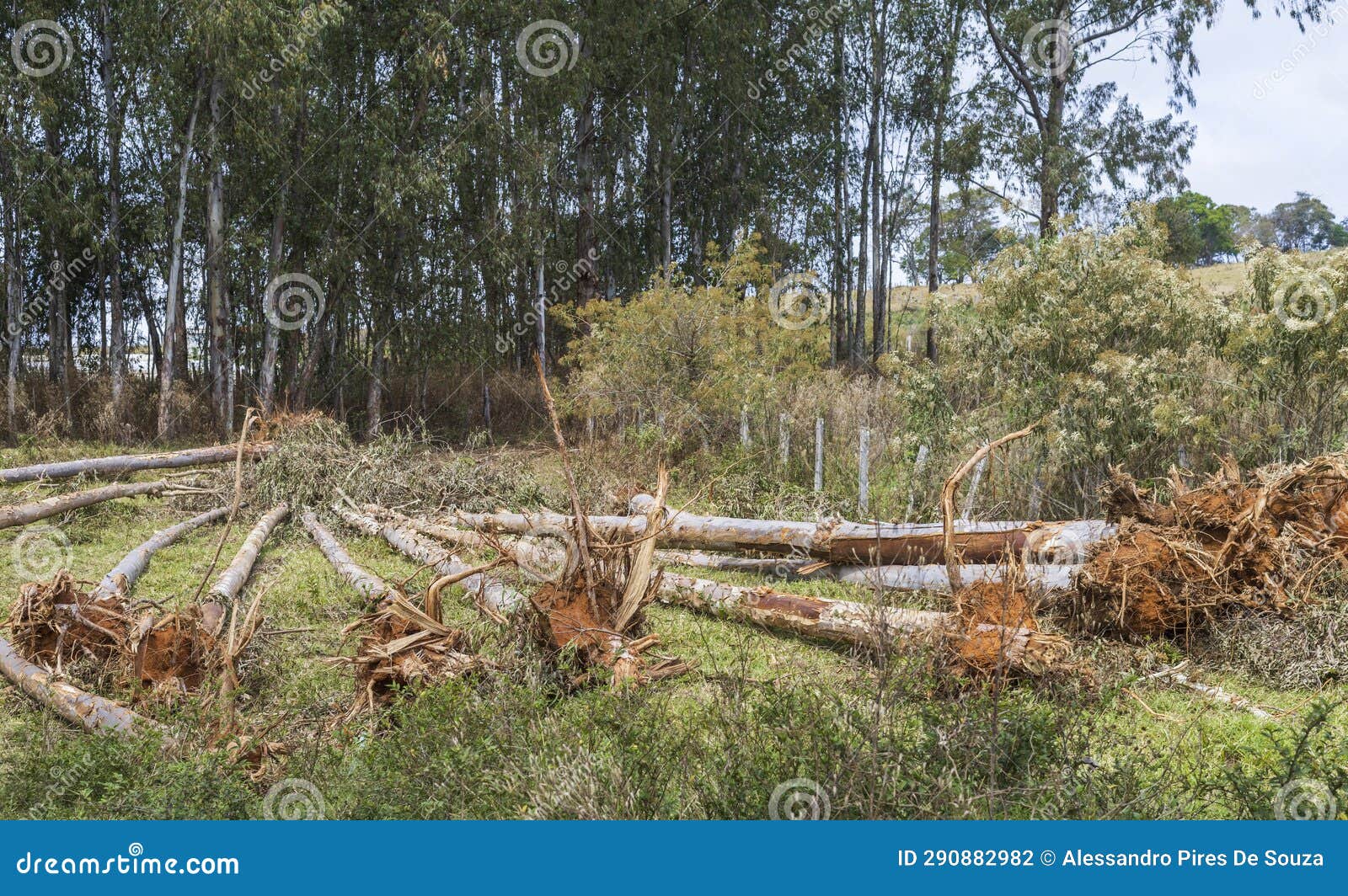 Tree Trunks Recently Cut Down in a Forest, Brazil. Deforestation. Stock ...