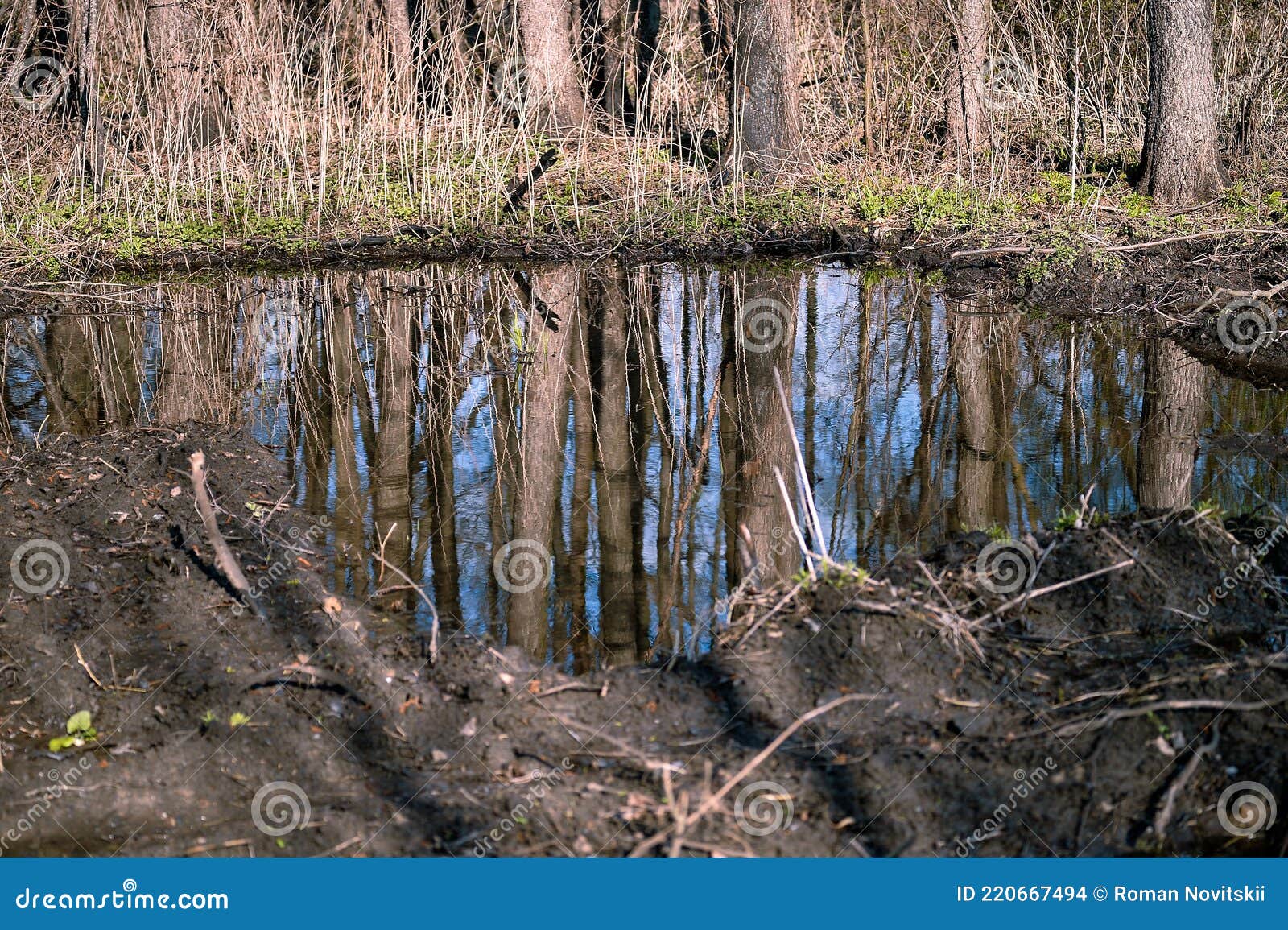 Tree Trunks are Reflected in a Construction Trench Filled with Water ...