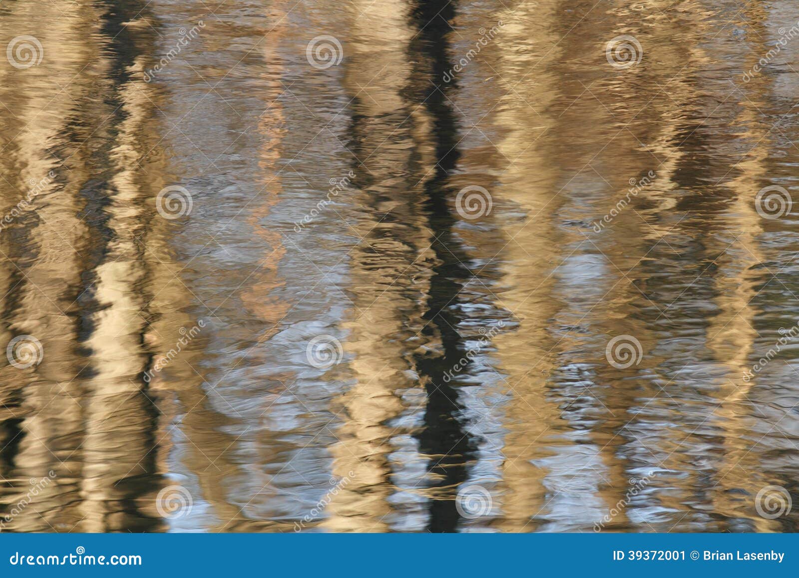 Tree Trunks Reflecting in River Stock Image - Image of pond, black ...
