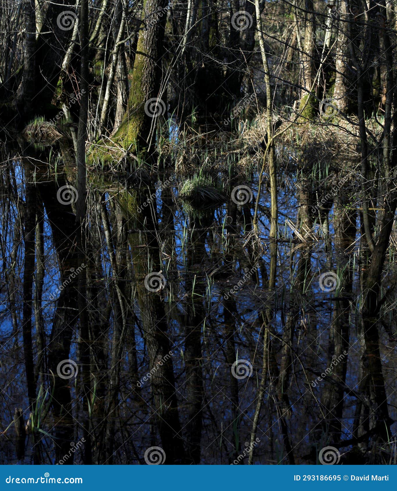 Edge of a Pond stock image. Image of forest, reflection - 293186695