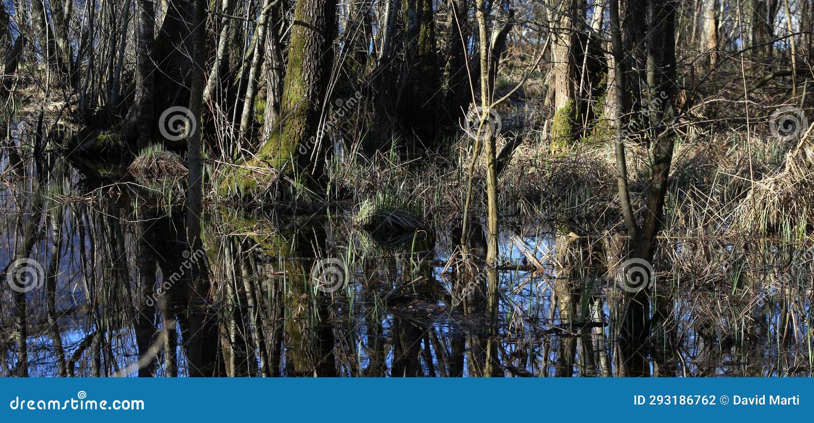 Water Reflections in a Swamp Stock Photo - Image of branches, scenery ...