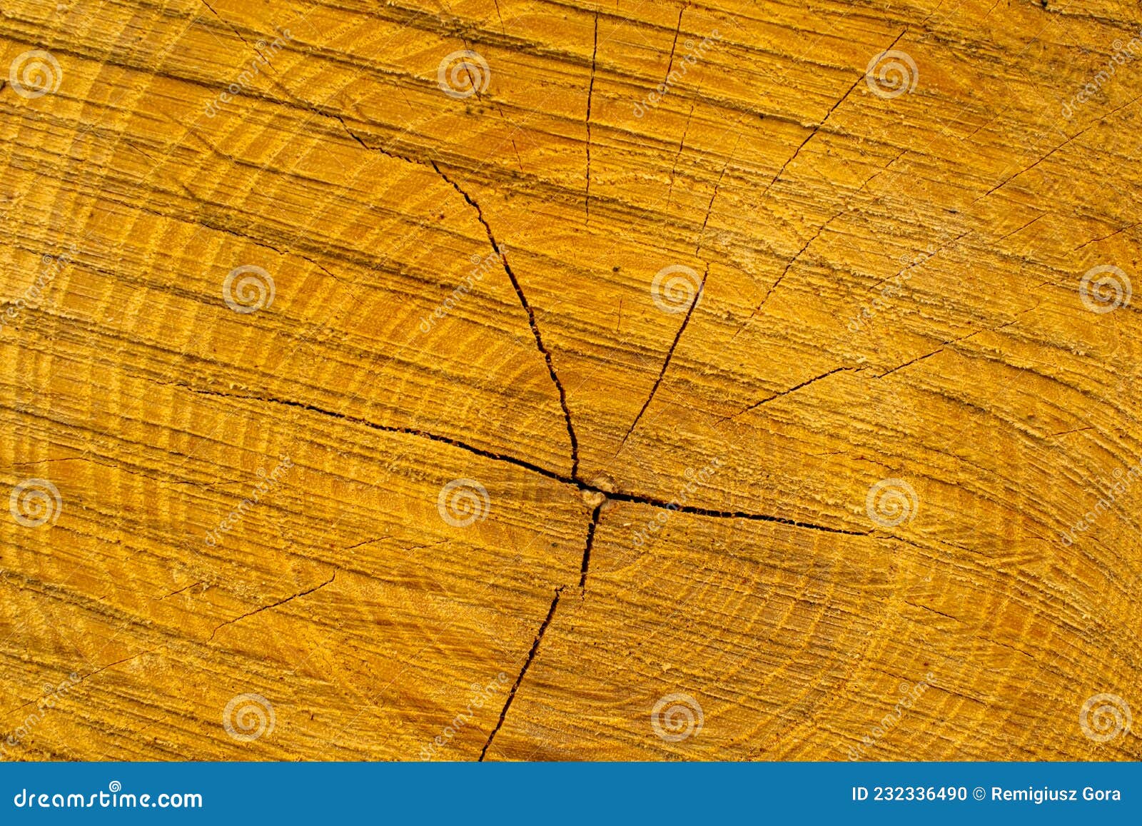 Tree Trunks, Rings. Macro Shots Stock Photo - Image of shots, wooden ...