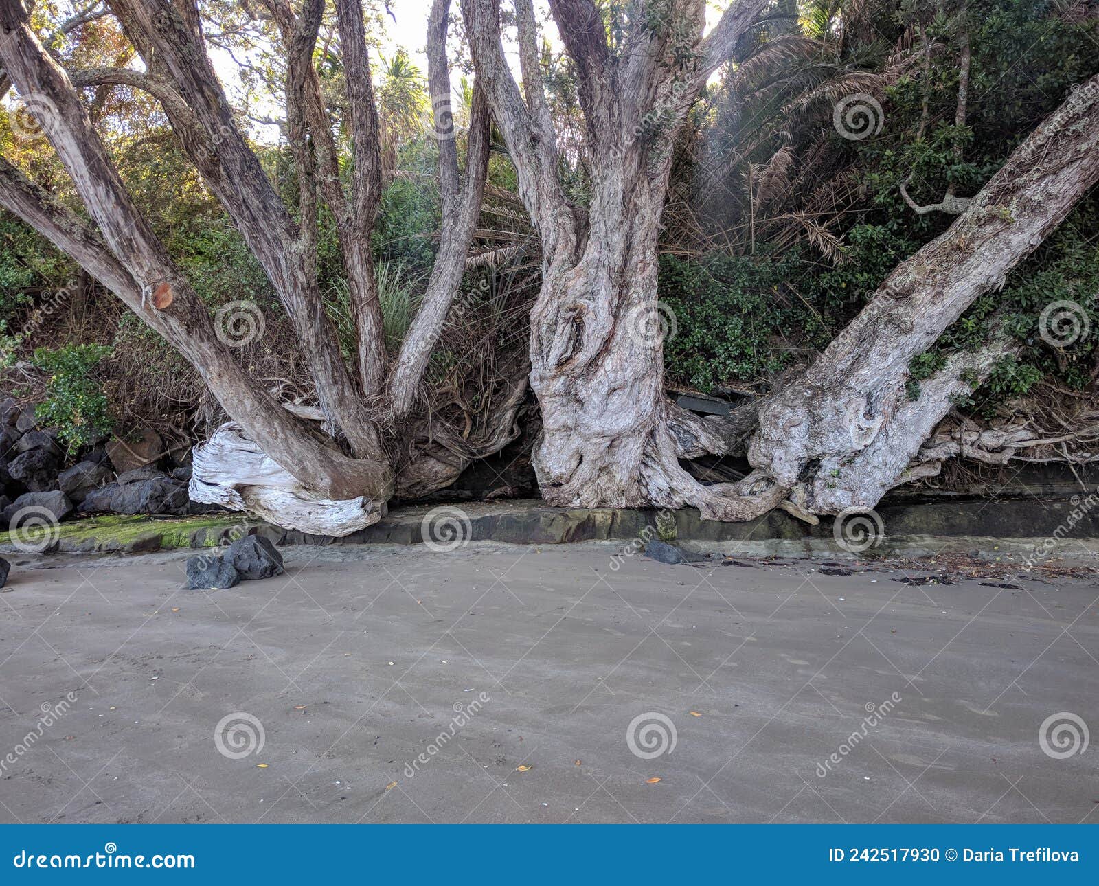 Tree Trunks at a Rocky Cliff, Long Bay, New Zealand Stock Photo - Image ...