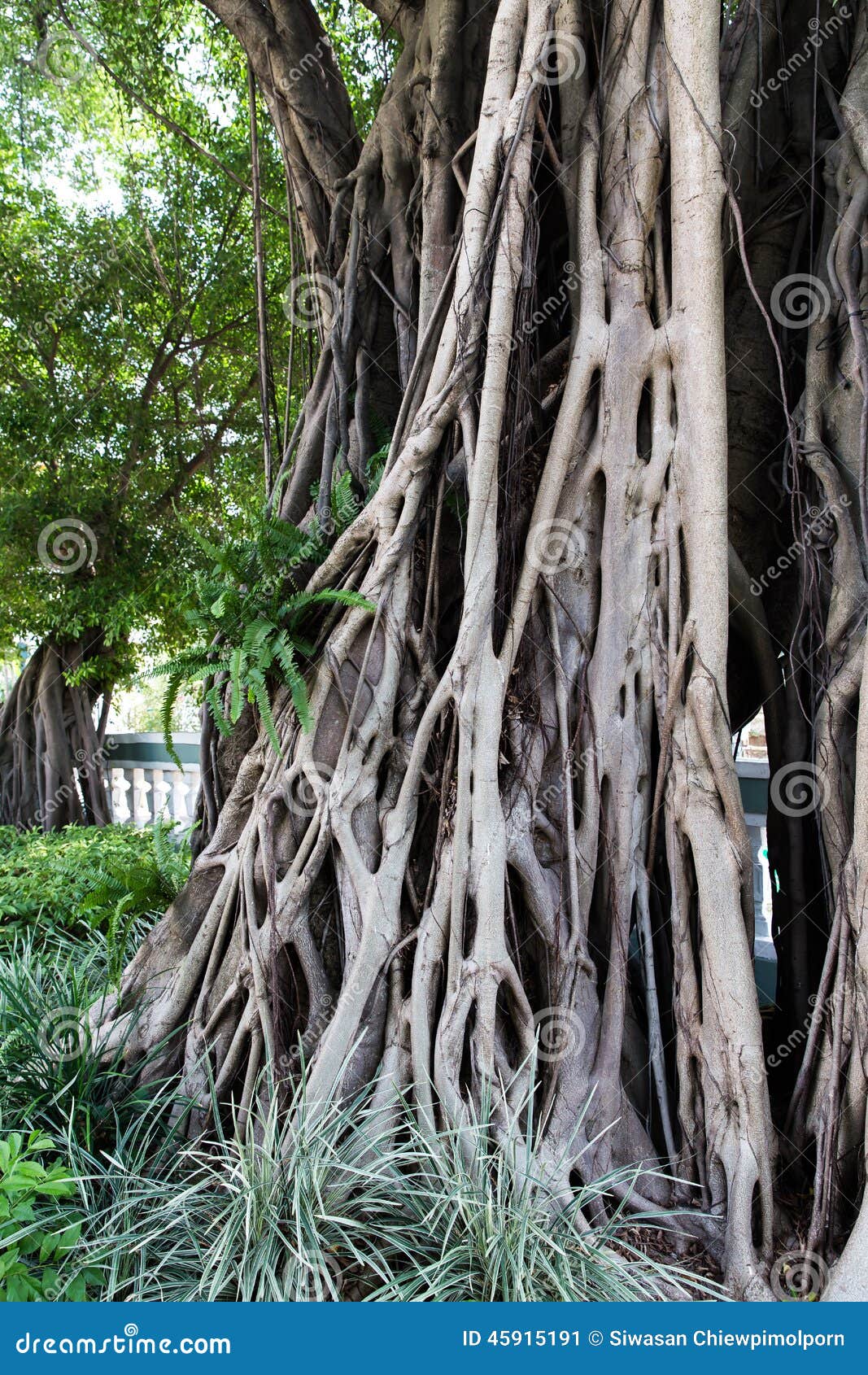 1,451 Tree Trunks Root Photos - Free & Royalty-Free Stock Photos from ...