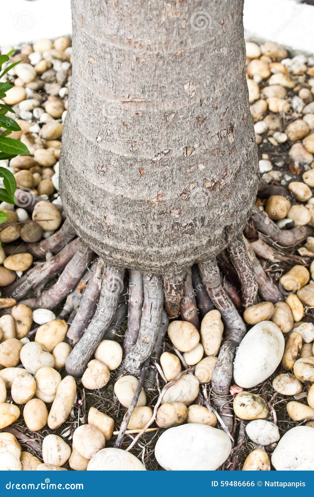 Tree trunks and roots stock photo. Image of natural, trunk - 59486666