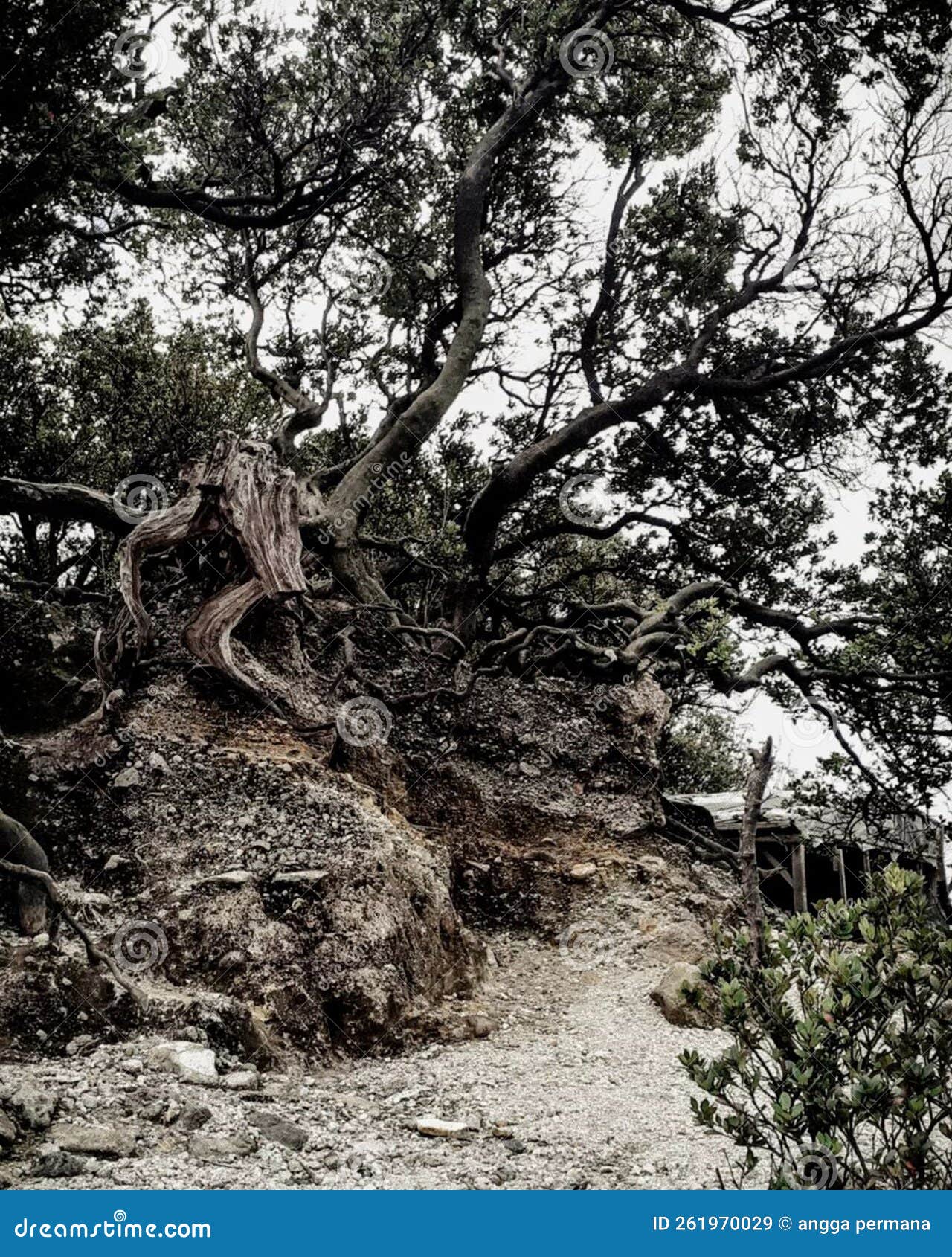 Tree Trunks and Roots in Barren Land Stock Image - Image of geology ...