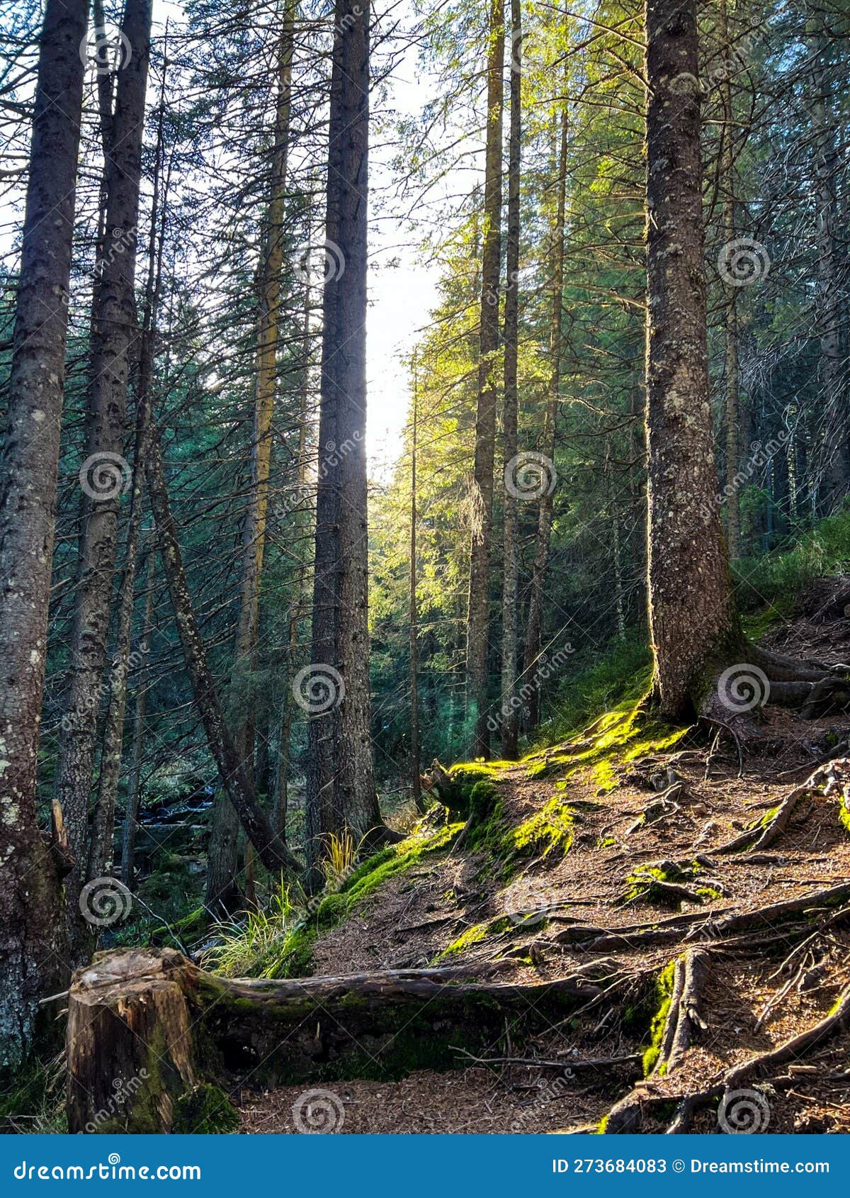 The Tree Trunks and Roots with Green Grass in the Forest Stock Image ...