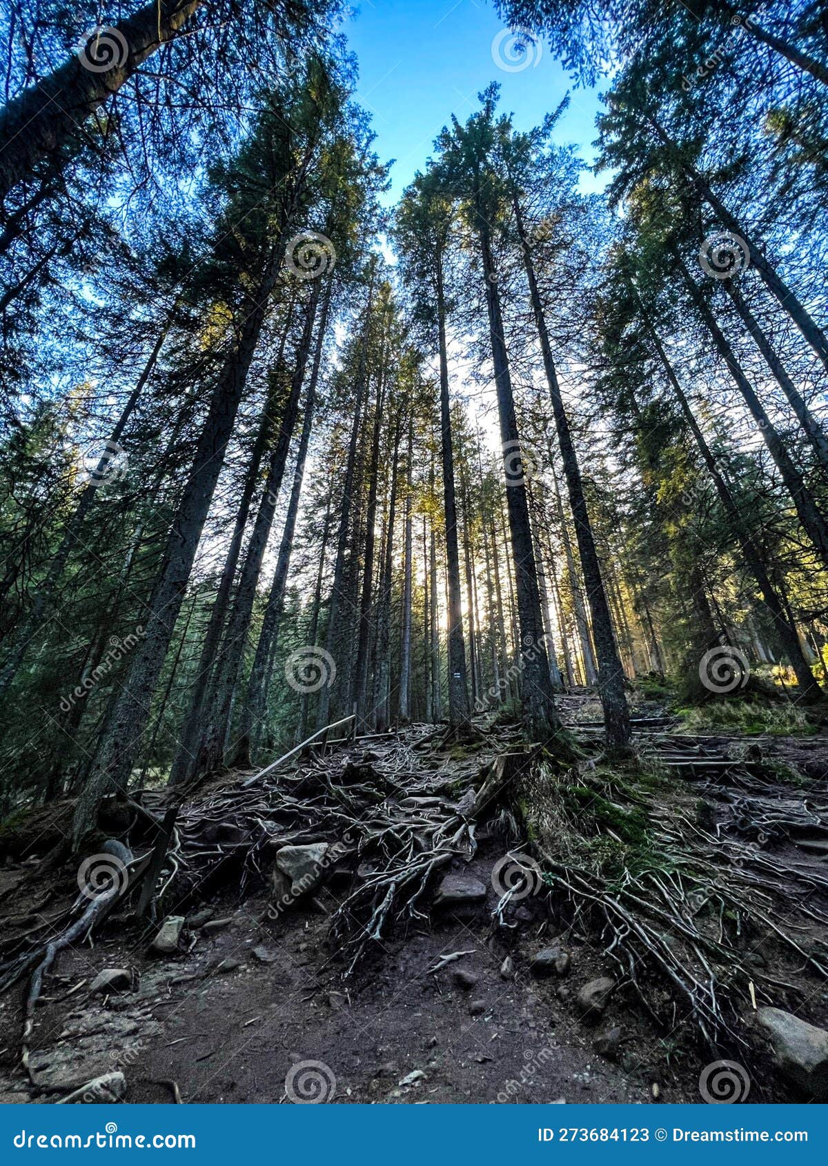 The Tree Trunks and Roots with Green Grass in the Forest Stock Image ...