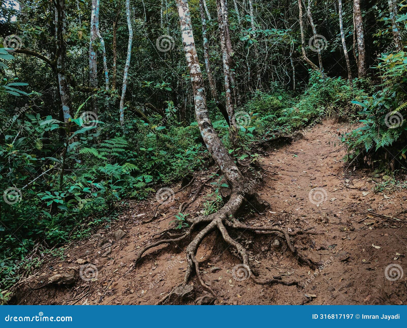 Tree Trunk in the Middle of the Forest Stock Image - Image of trunks ...