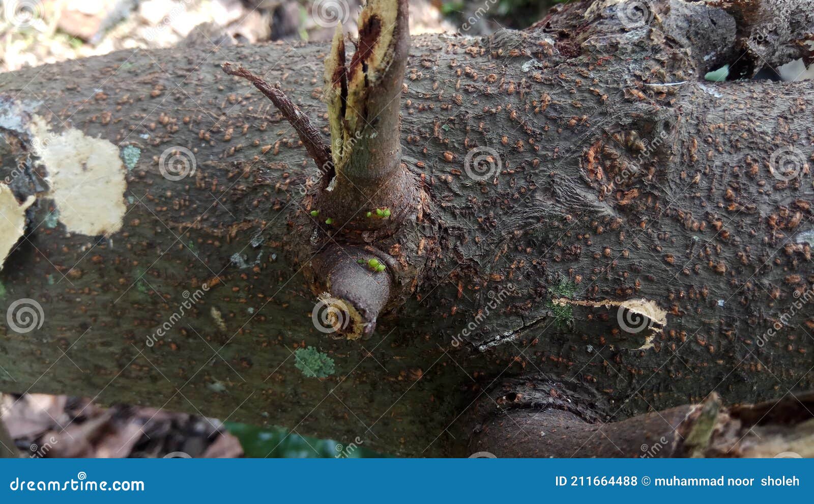 Tree Trunks with a Rough Brown Surface Texture Grow Firmly Stock Photo ...