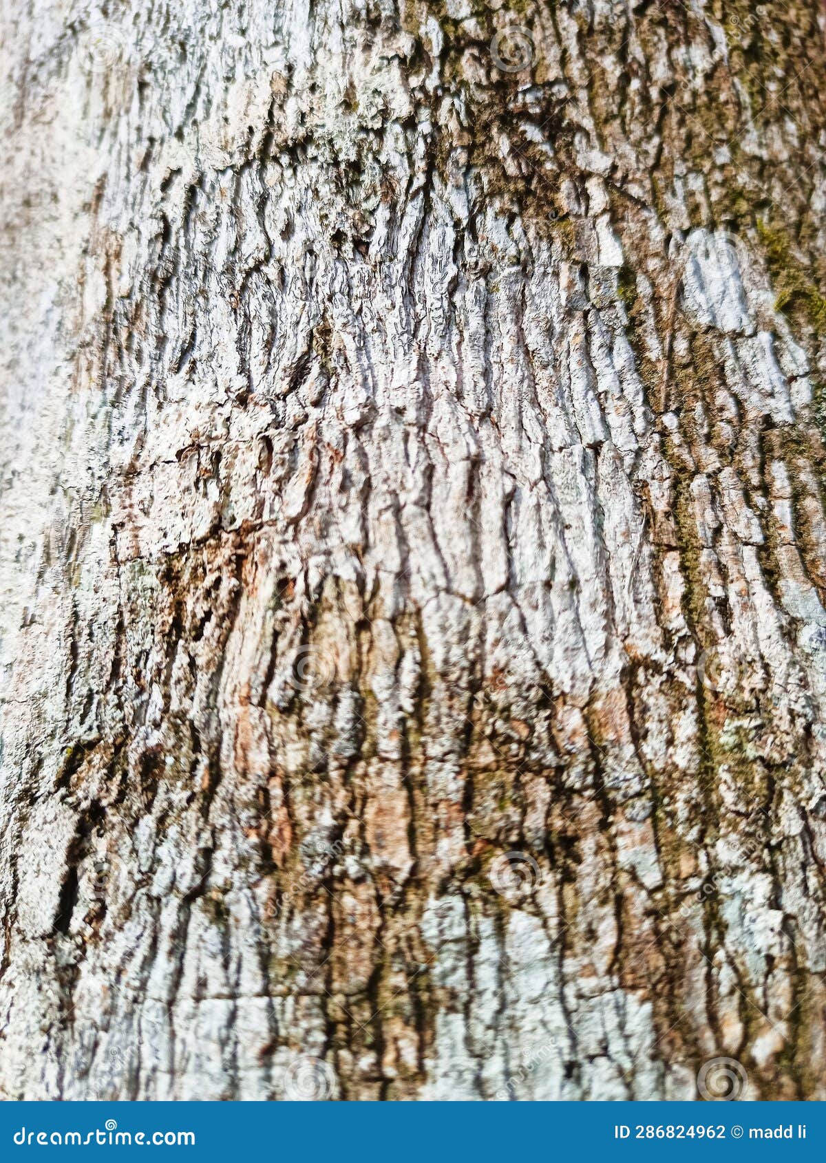 Tree Trunks that are Rough To the Touch Stock Photo - Image of stem ...
