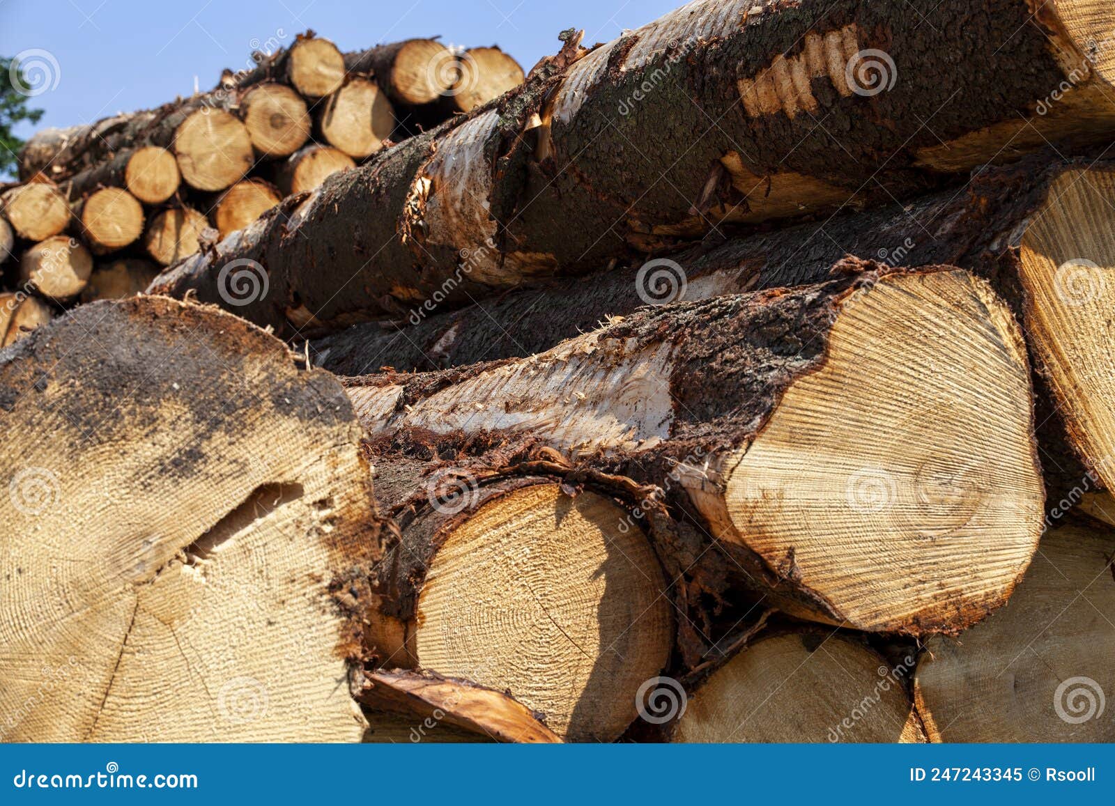 Tree Trunks Sawn and Folded for Transportation and Processing Stock ...