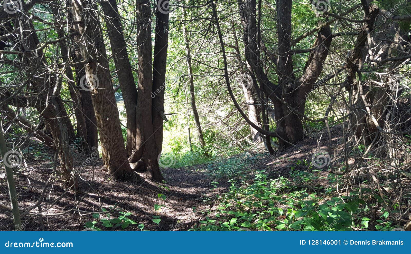 Tree Trunks in Shady Woodland Stock Image - Image of forestation, hill ...