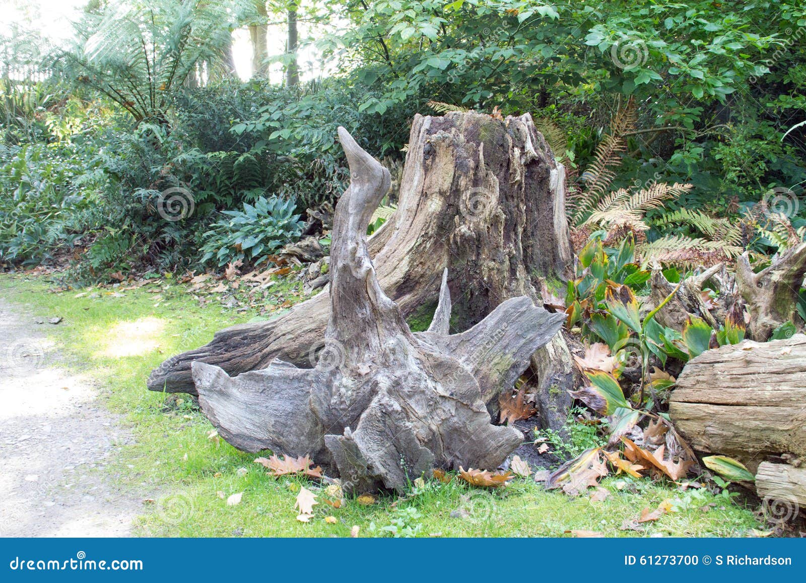 Tree trunks stock photo. Image of trunks, rearing, shaped - 61273700