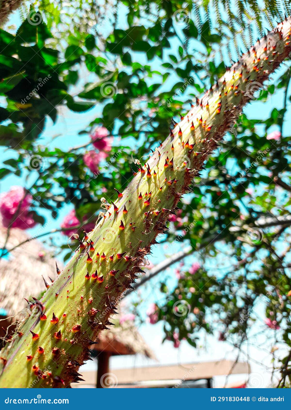 Tree Trunks with Sharp Thorns Grow on the Hills Stock Photo - Image of ...