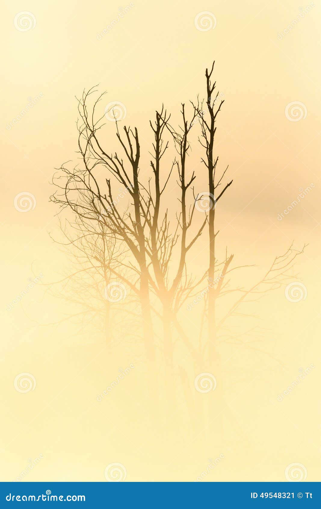 Tree Trunks Silhouette in Sunrise Stock Image - Image of calm, branch ...