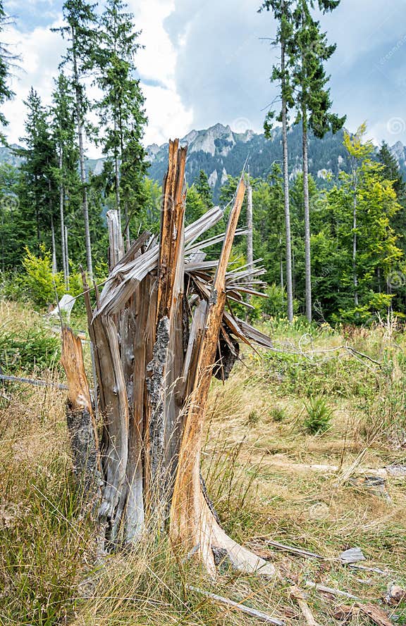 Tree Trunks Snapped or Broken by the Wind Storms in the Mountain Forest ...