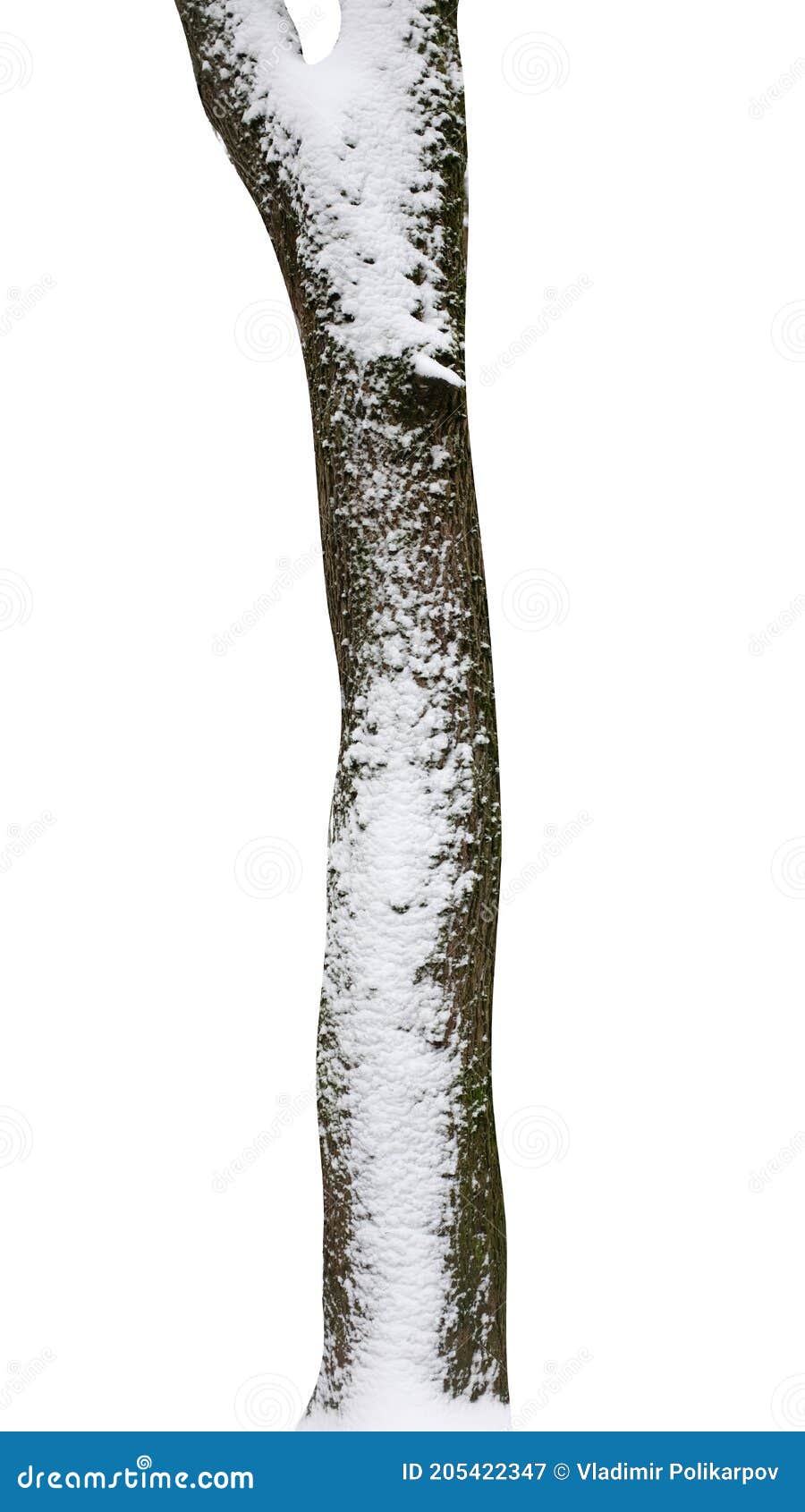 Tree Trunks with Snow Isolated on White Background Stock Image - Image ...