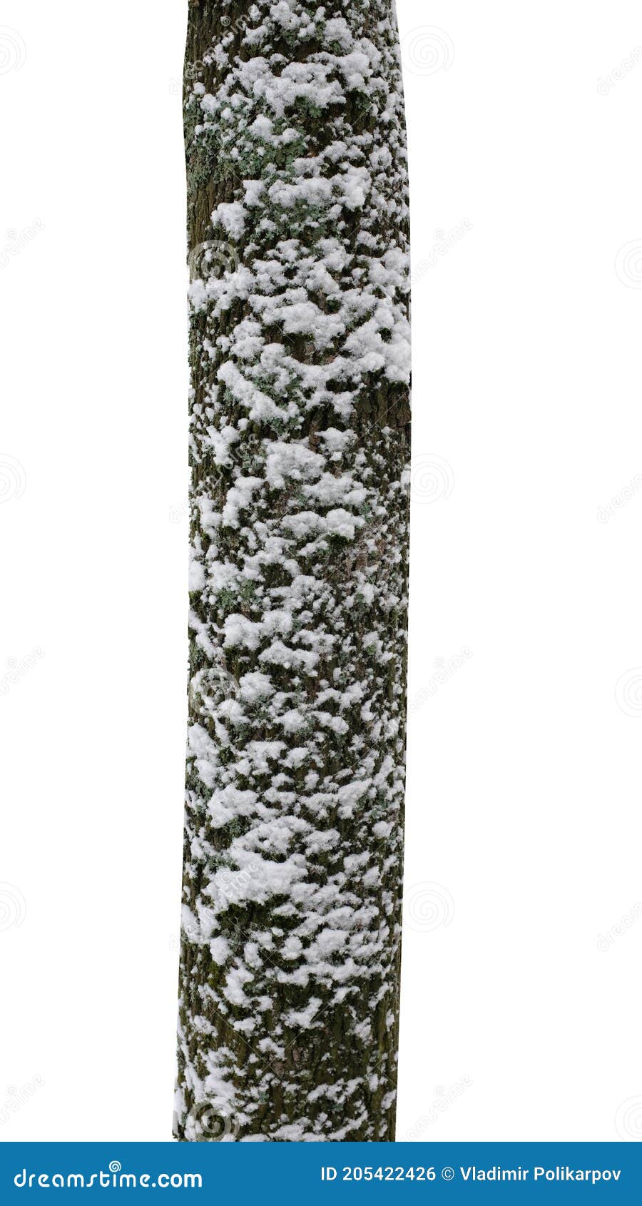 Tree Trunks with Snow Isolated on White Background Stock Photo - Image ...