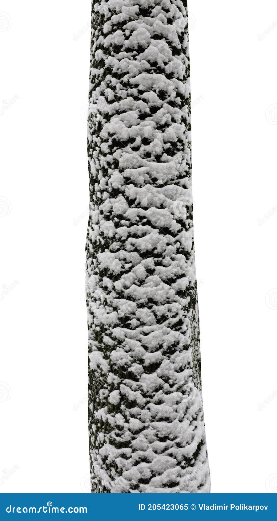 Tree Trunks with Snow Isolated on White Background Stock Image - Image ...