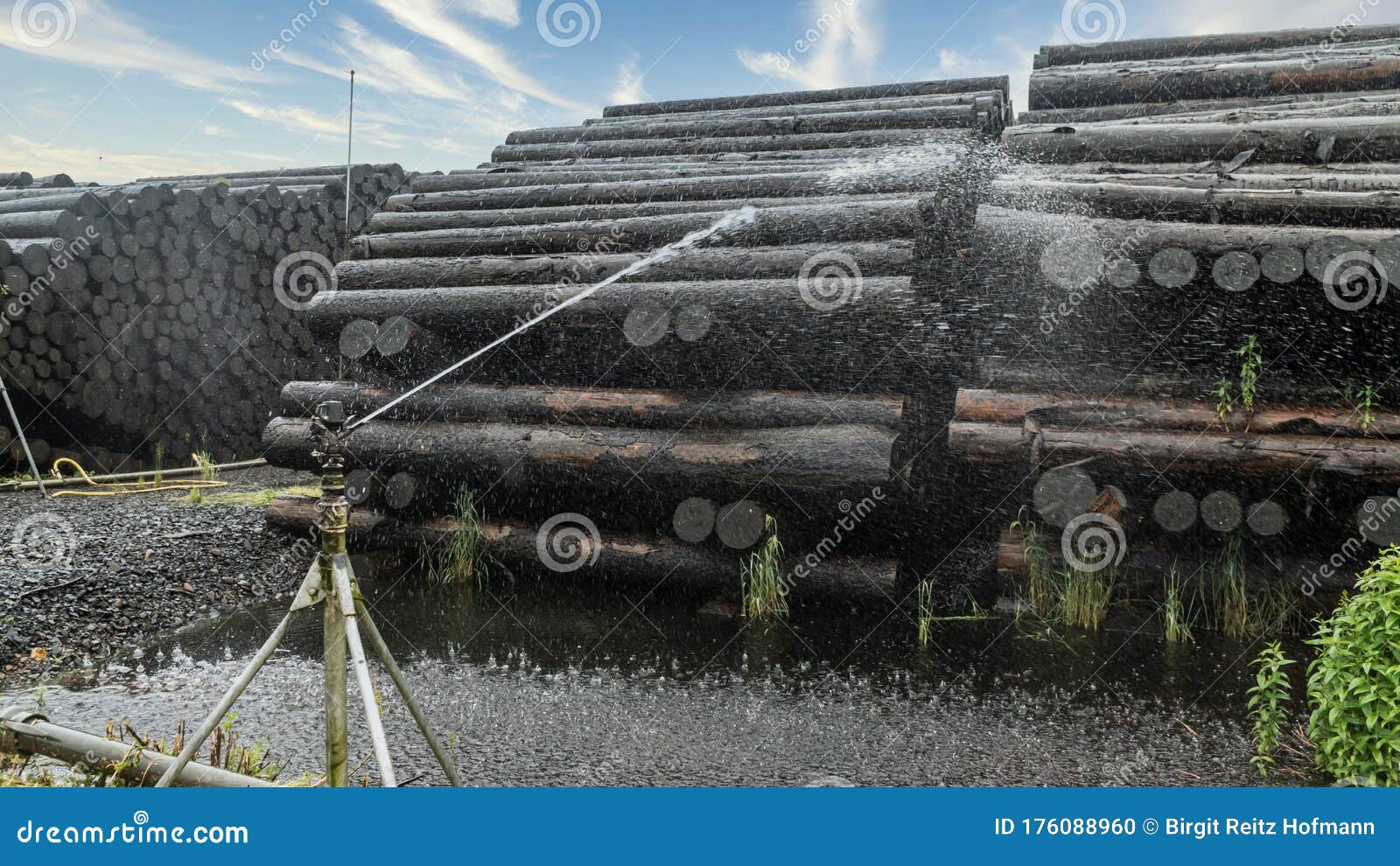 Wet Wood Storage stock photo. Image of industry, storage - 176088960