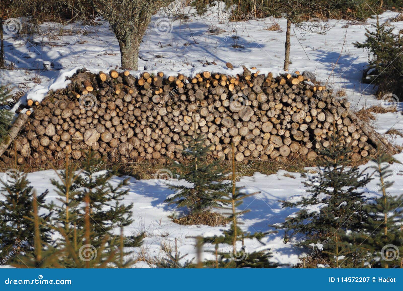 Tree trunks stock image. Image of trunks, forest, woodland - 114572207