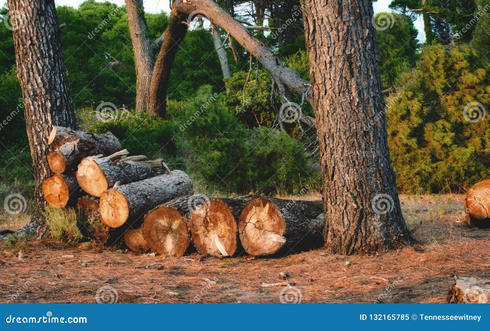 Tree Trunks Stacked in a Pile in a Forest Stock Image - Image of living ...