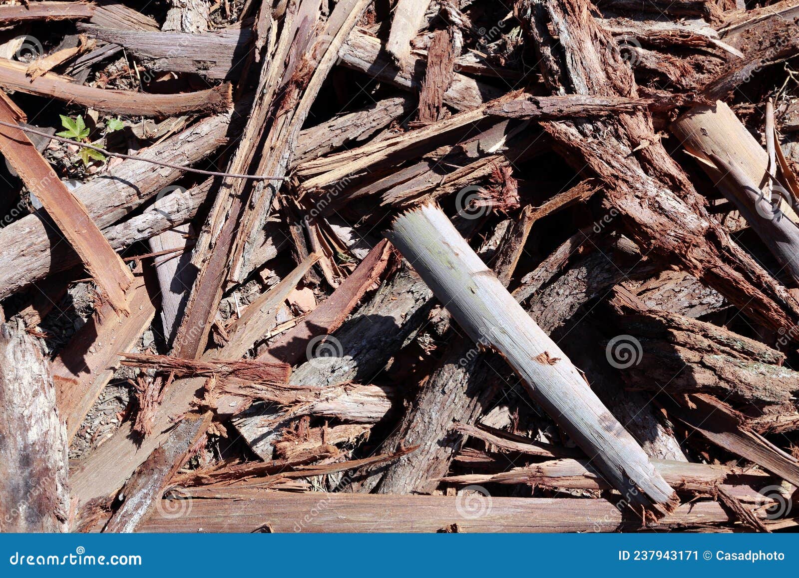 Tree Trunks Stacked To Be Rolled Stock Image - Image of lumber ...
