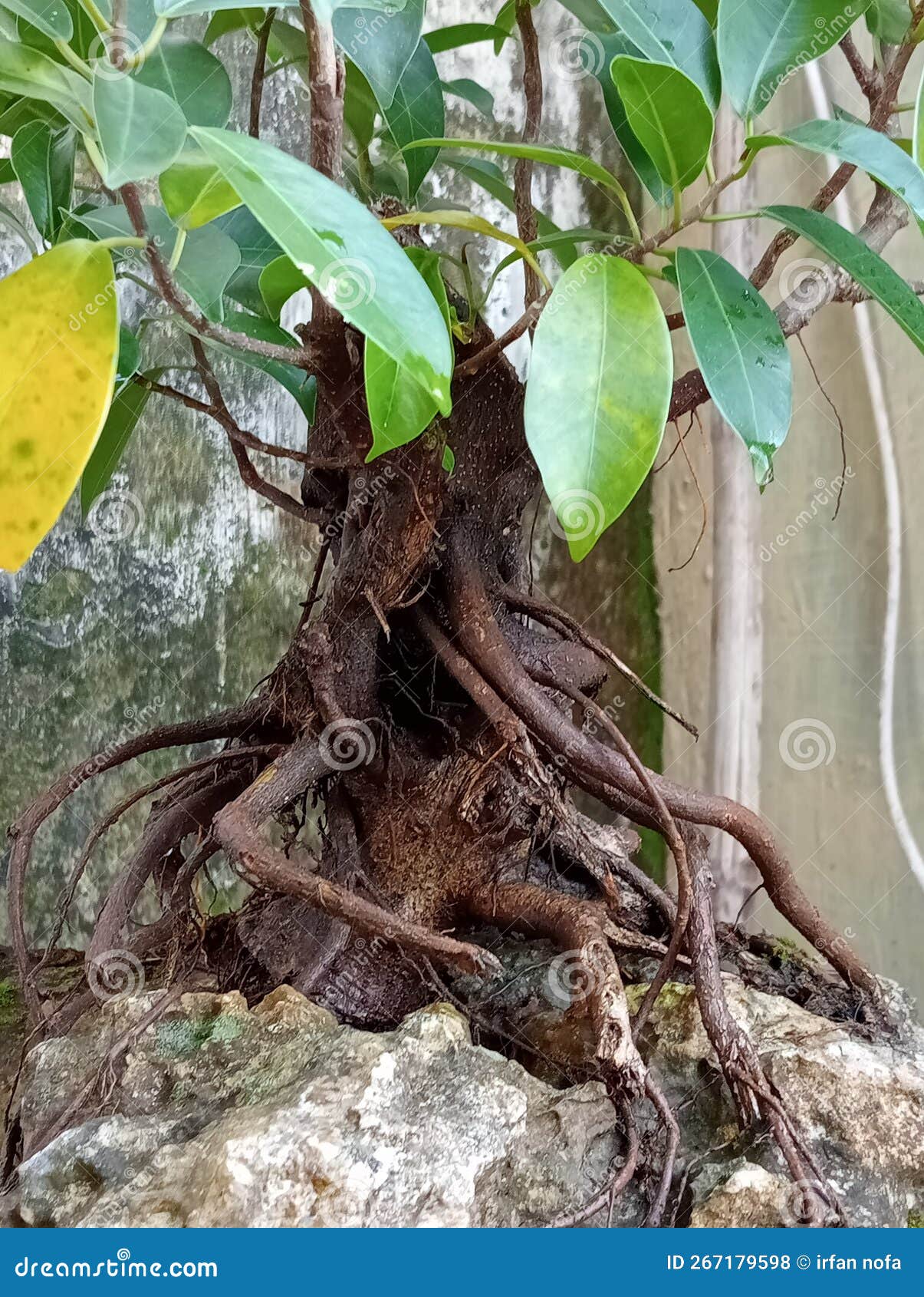 Tree Trunks and Stalks Growing on Rocks Stock Photo - Image of plant ...