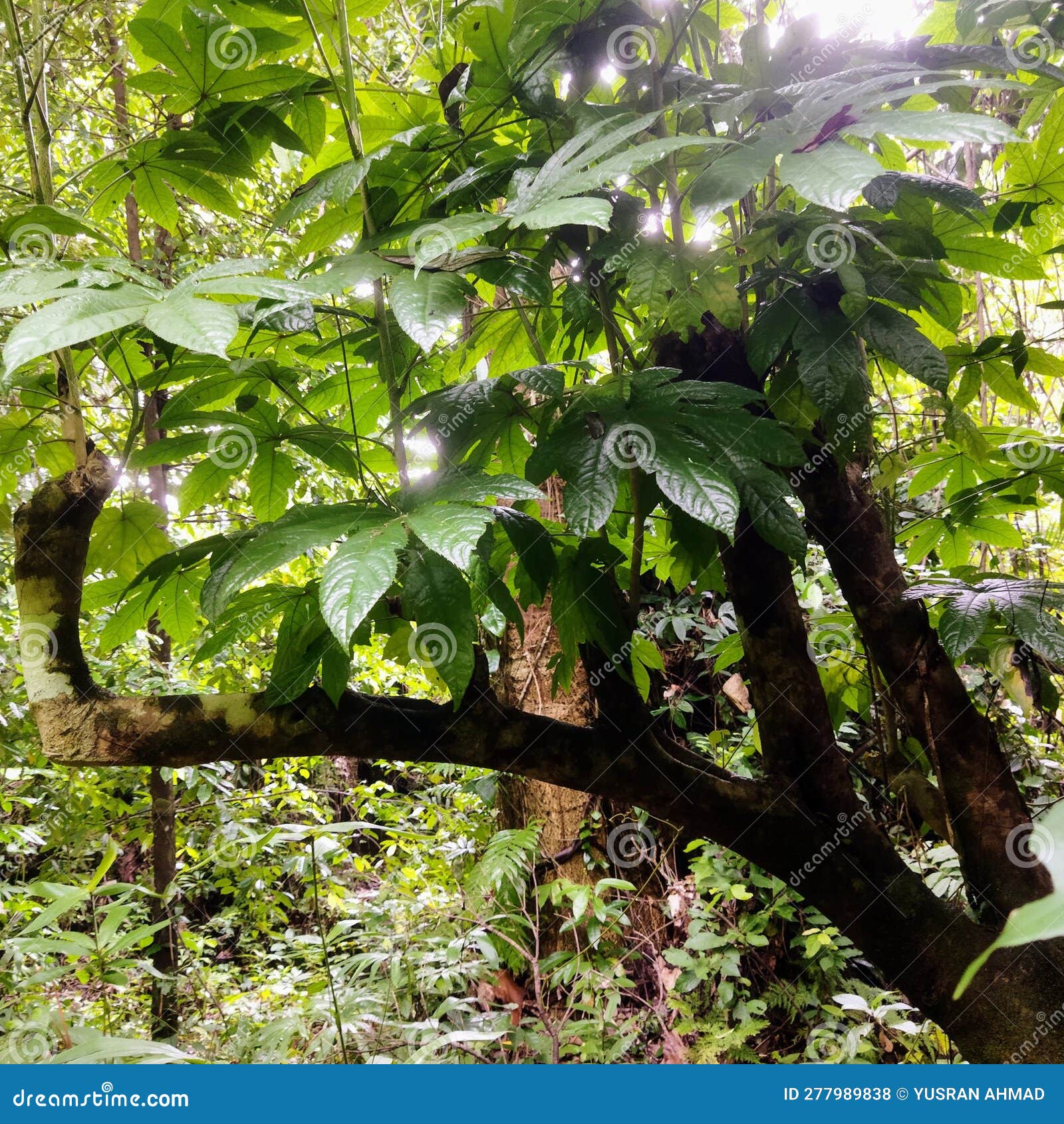Tree Trunks that Stand Parallel and Have a Unique Leaf Shape Stock ...