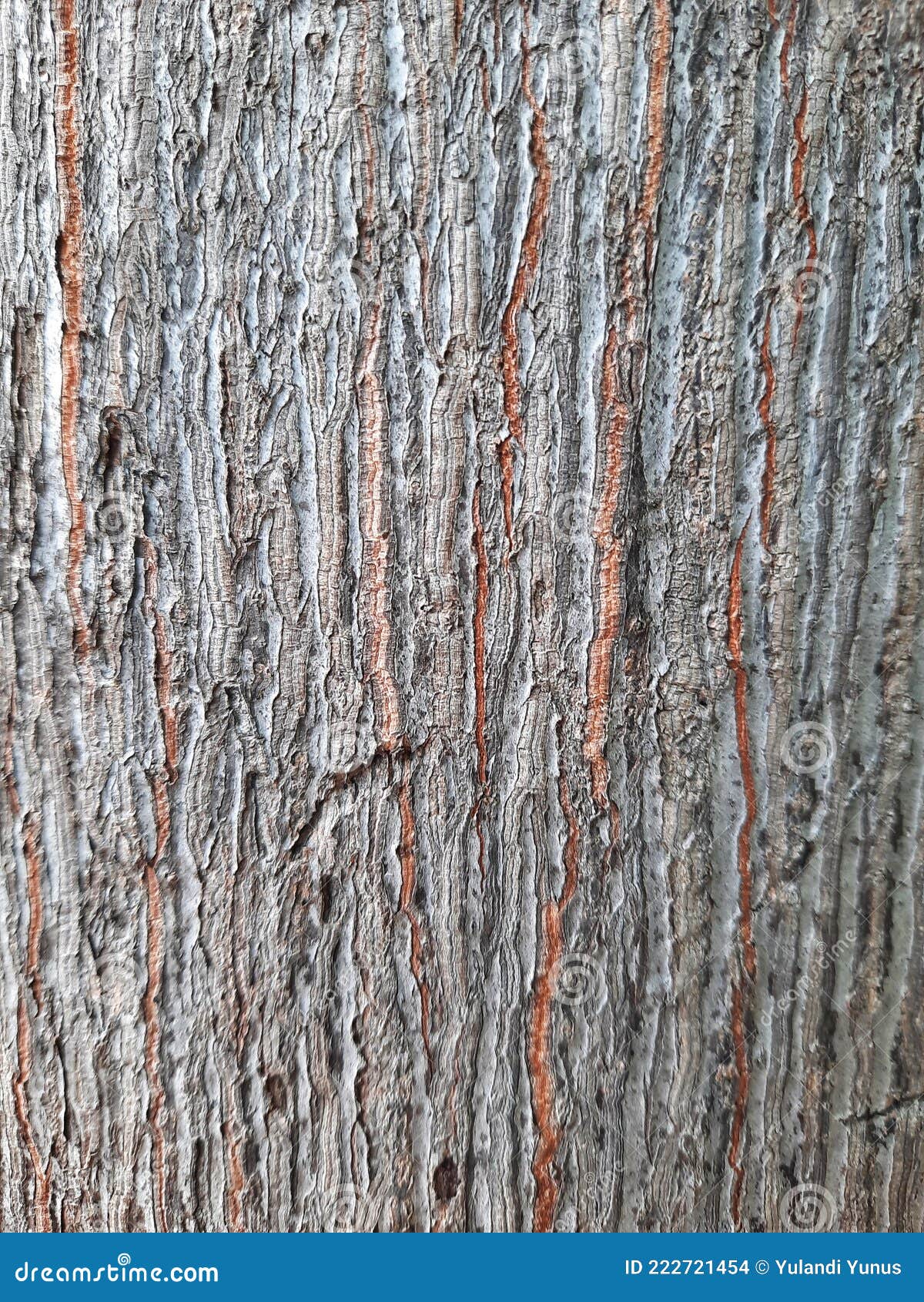 Tree Trunks that are Starting To Grow on the Side of the Road Stock ...