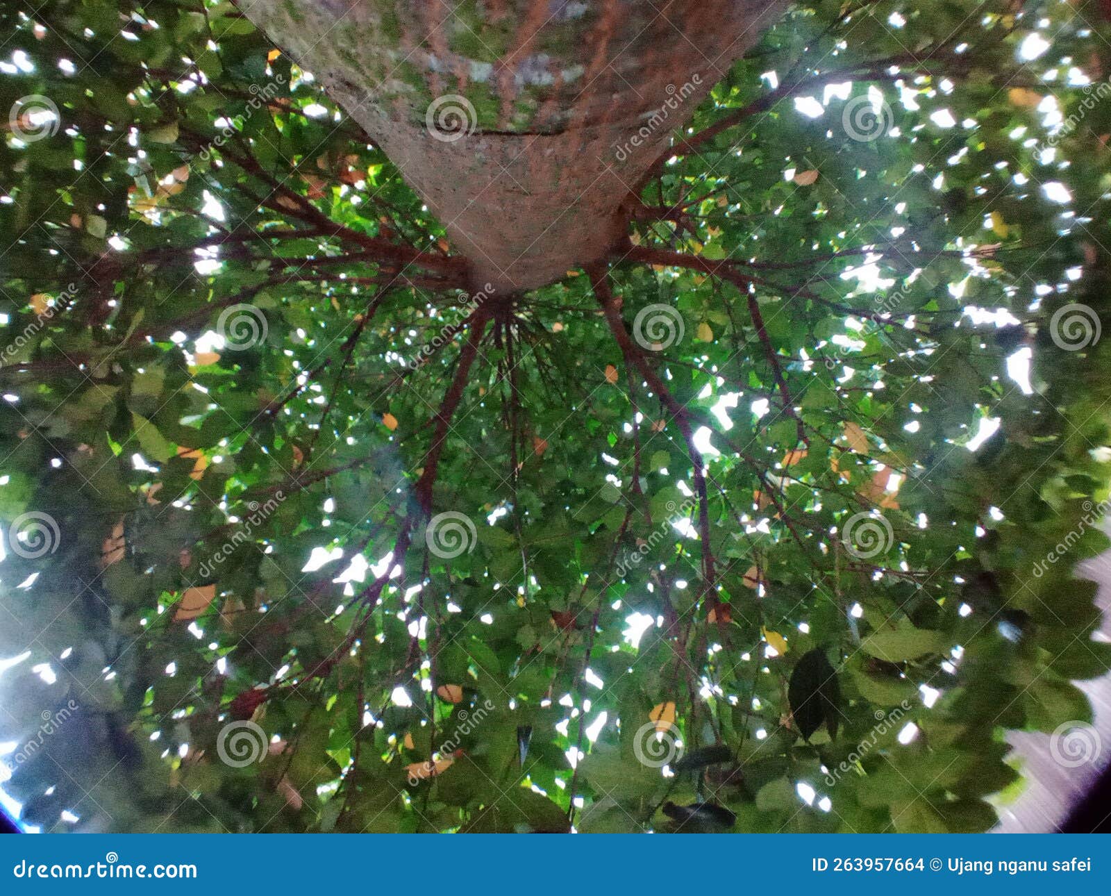 Tree Trunks that are Starting To Grow Solidly Stock Photo - Image of ...