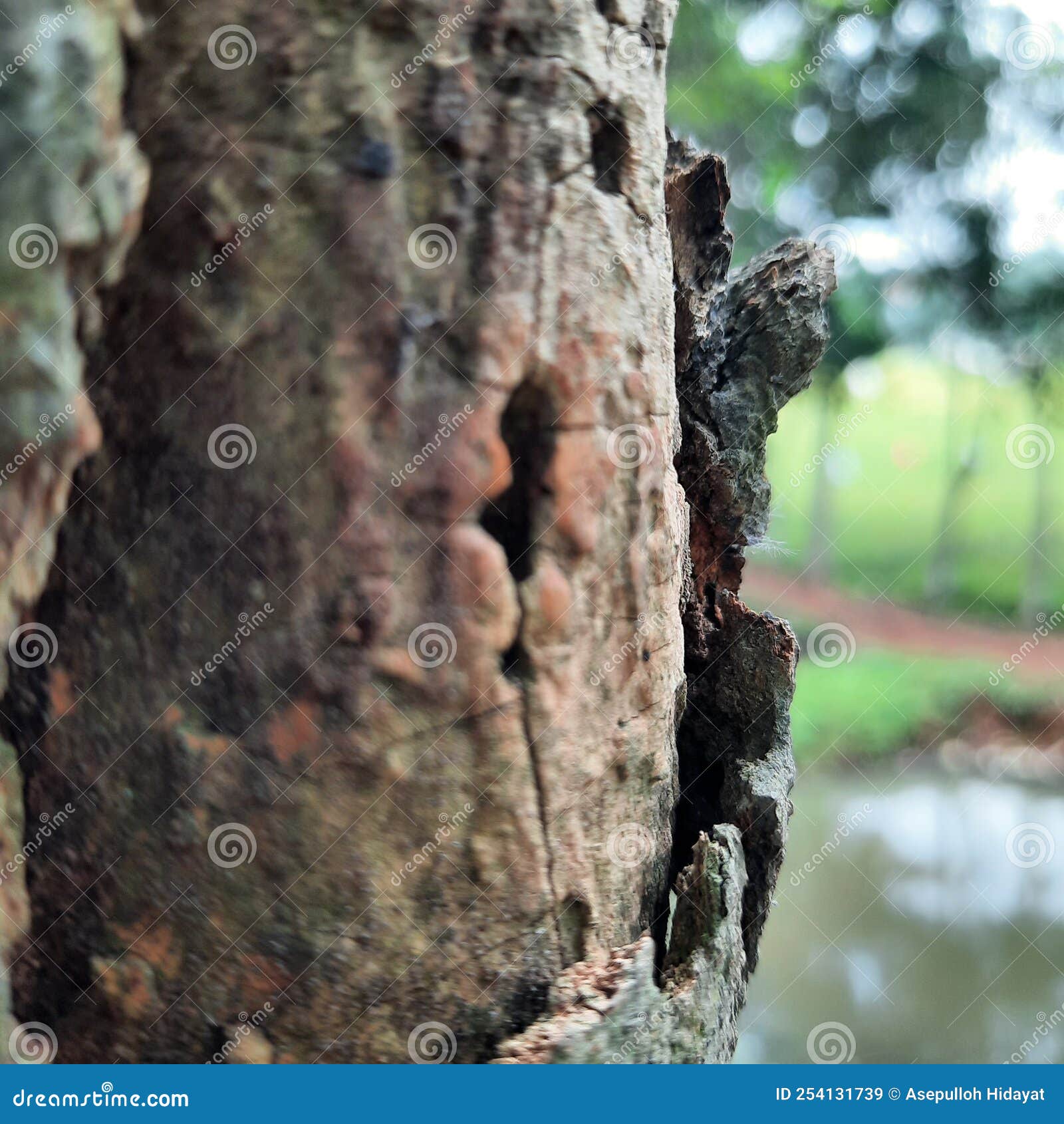 Tree Trunks that are Starting To Rot with Age Stock Image - Image of ...