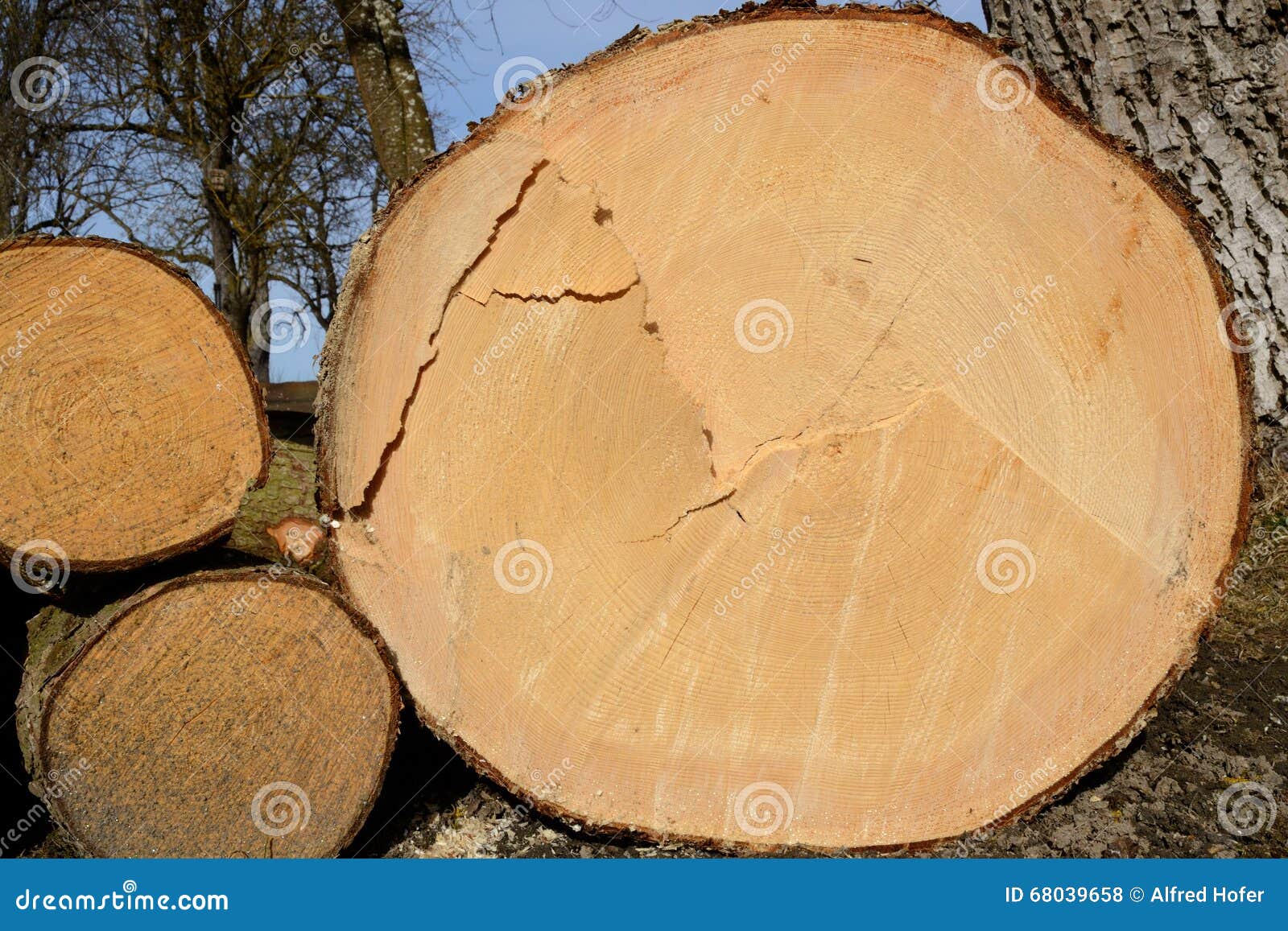 Tree trunks stock stock photo. Image of forestry, silviculture - 68039658