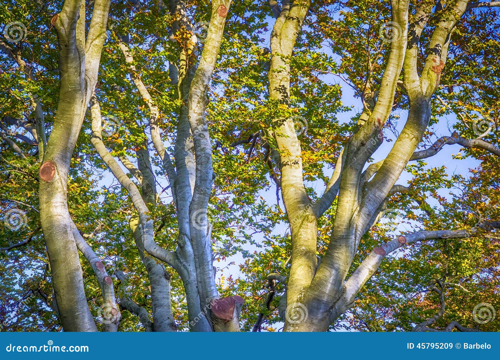 Tree trunks stock image. Image of landscape, environment - 45795209