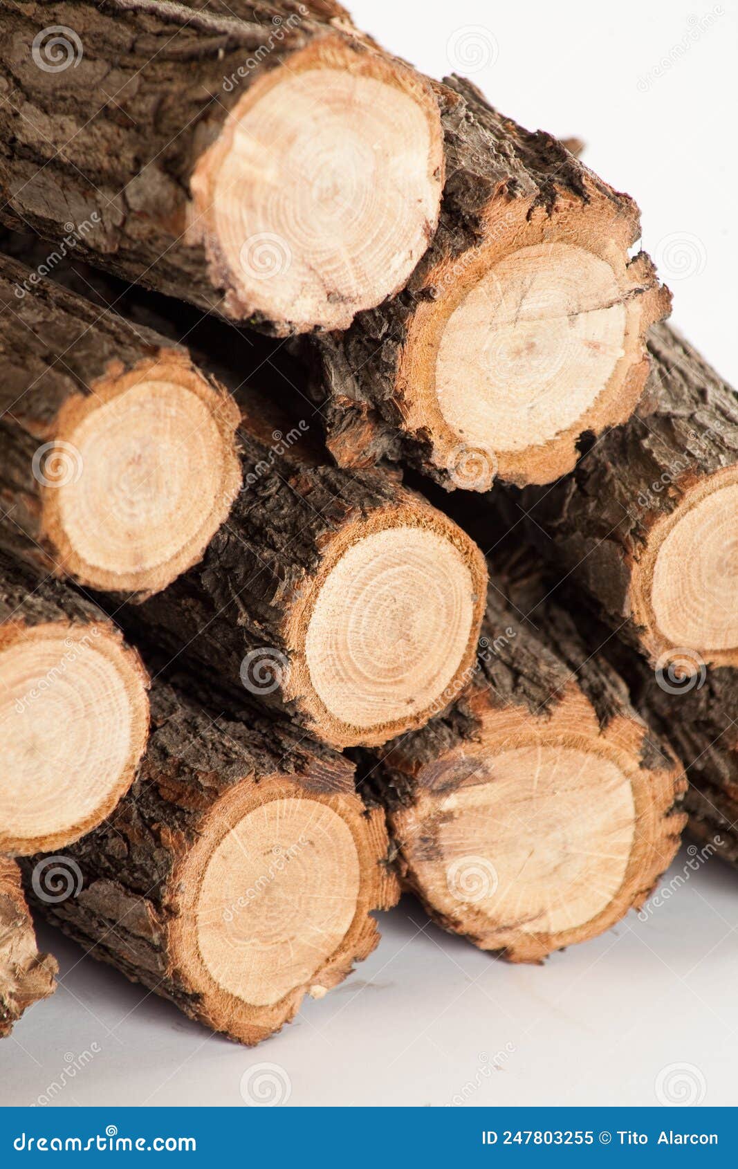 Group of Tree Trunks Arranged on White Background Stock Image - Image ...